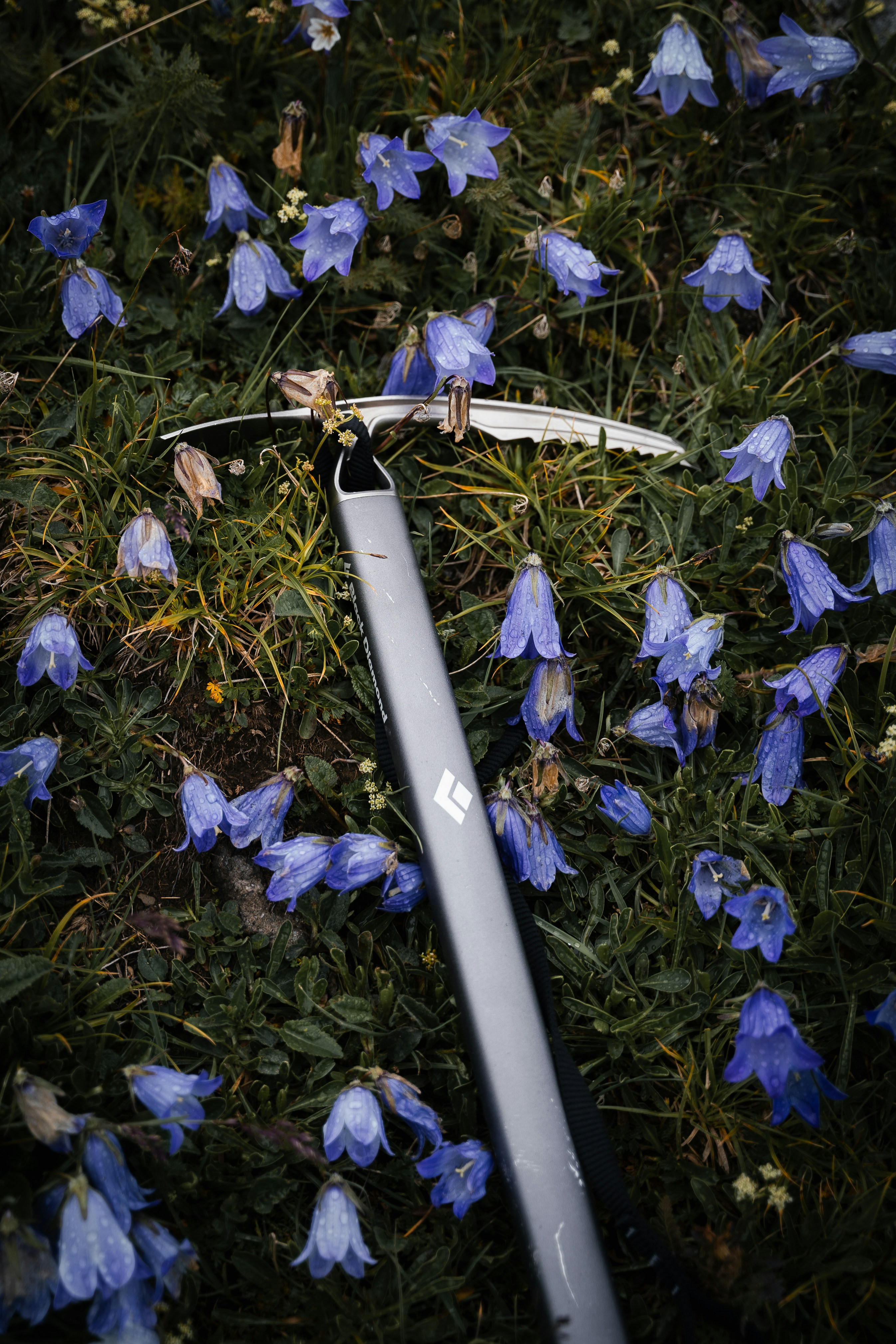 Lone bike fork glinting through a carpet of bluebells