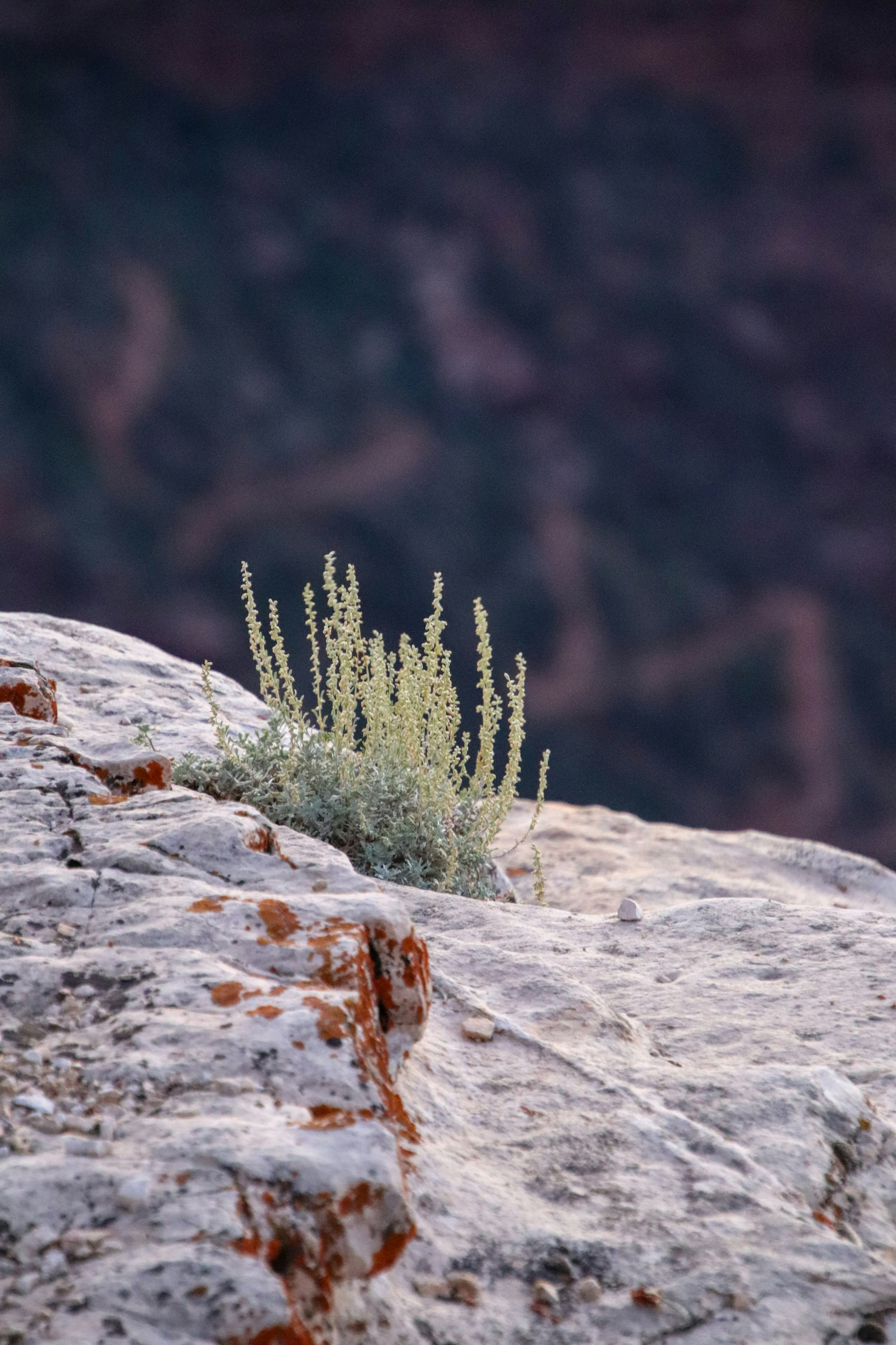 Cliffside Sprout: Resilience on a Wind-Scoured Ledge