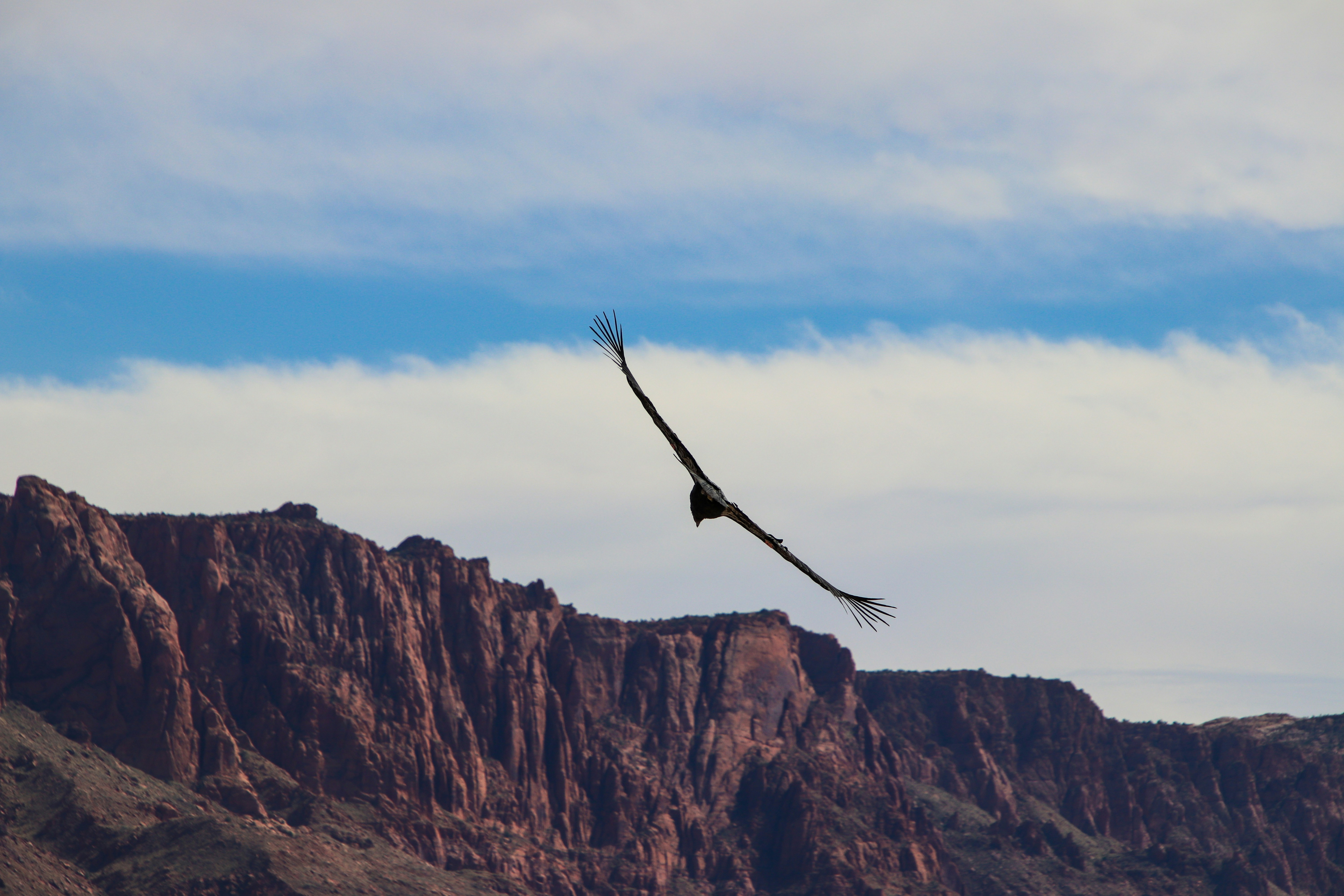 Winged silhouette over the red canyon cliffs