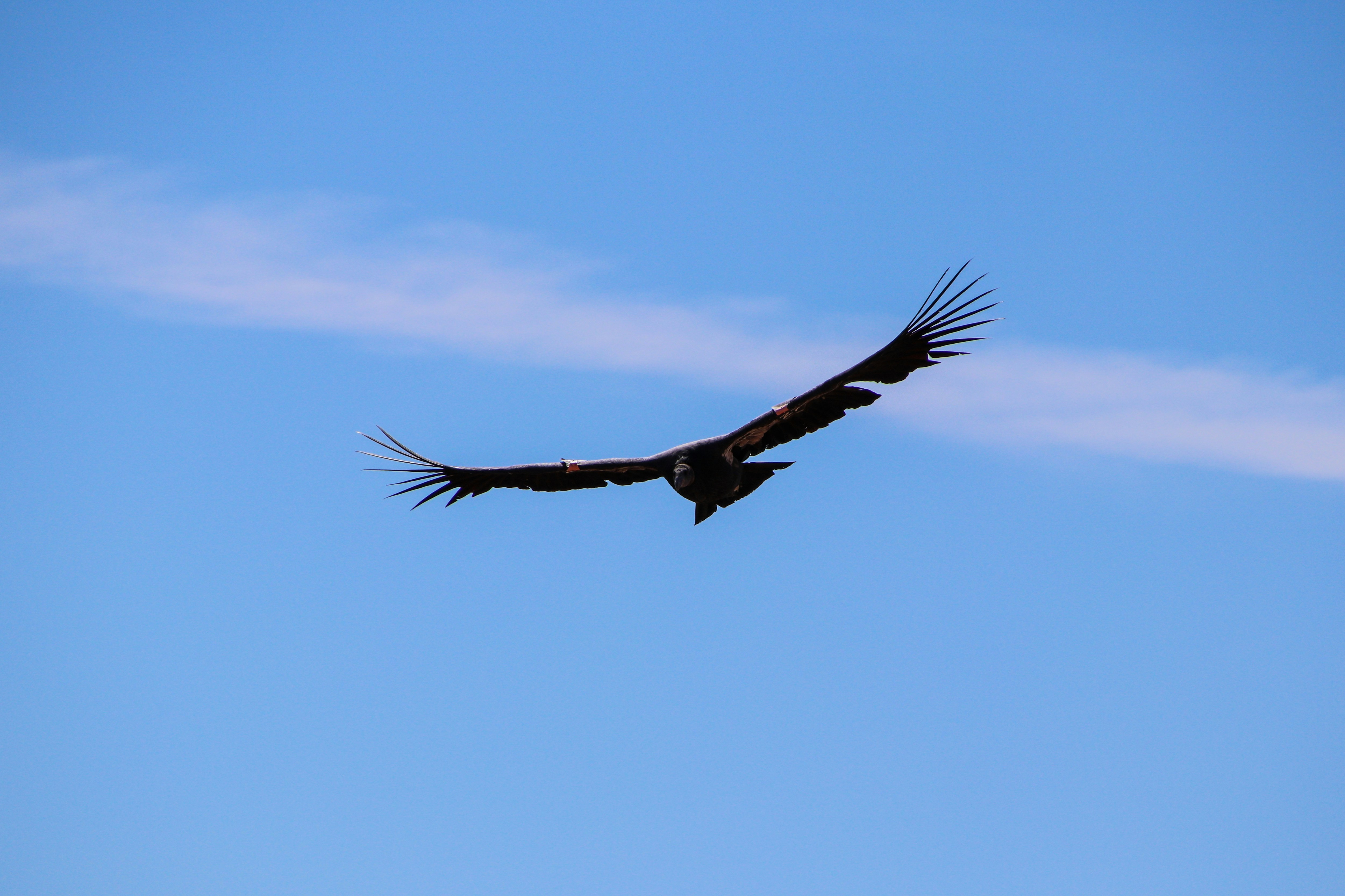 A large bird flying through a blue sky photo – Free Marble canyon Image ...