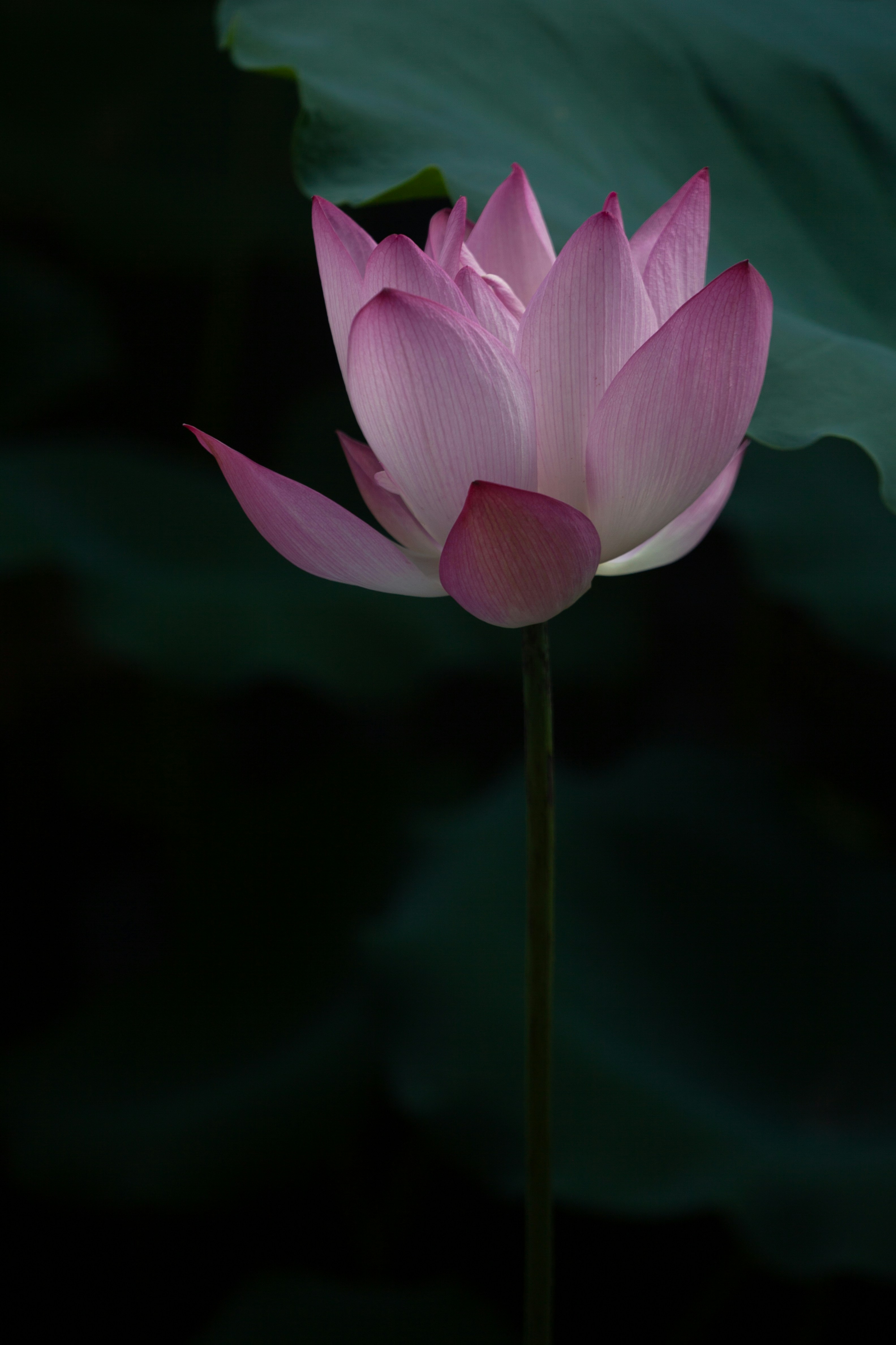 Une fleur de lotus rose avec des feuilles vertes en arrière-plan photo ...