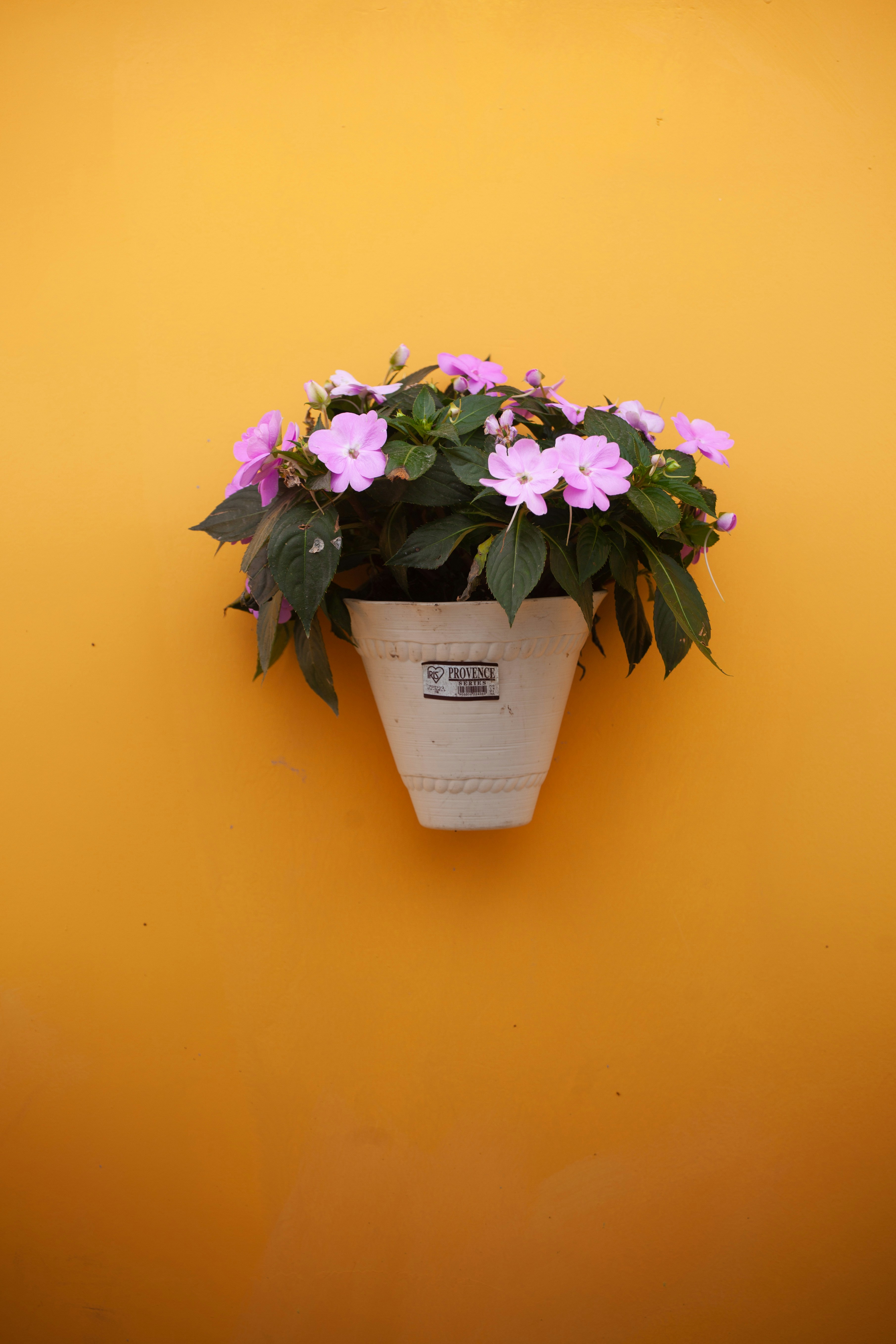 Blooming Pot, Sunlit Wall: Pink Flowers on a Golden Facade