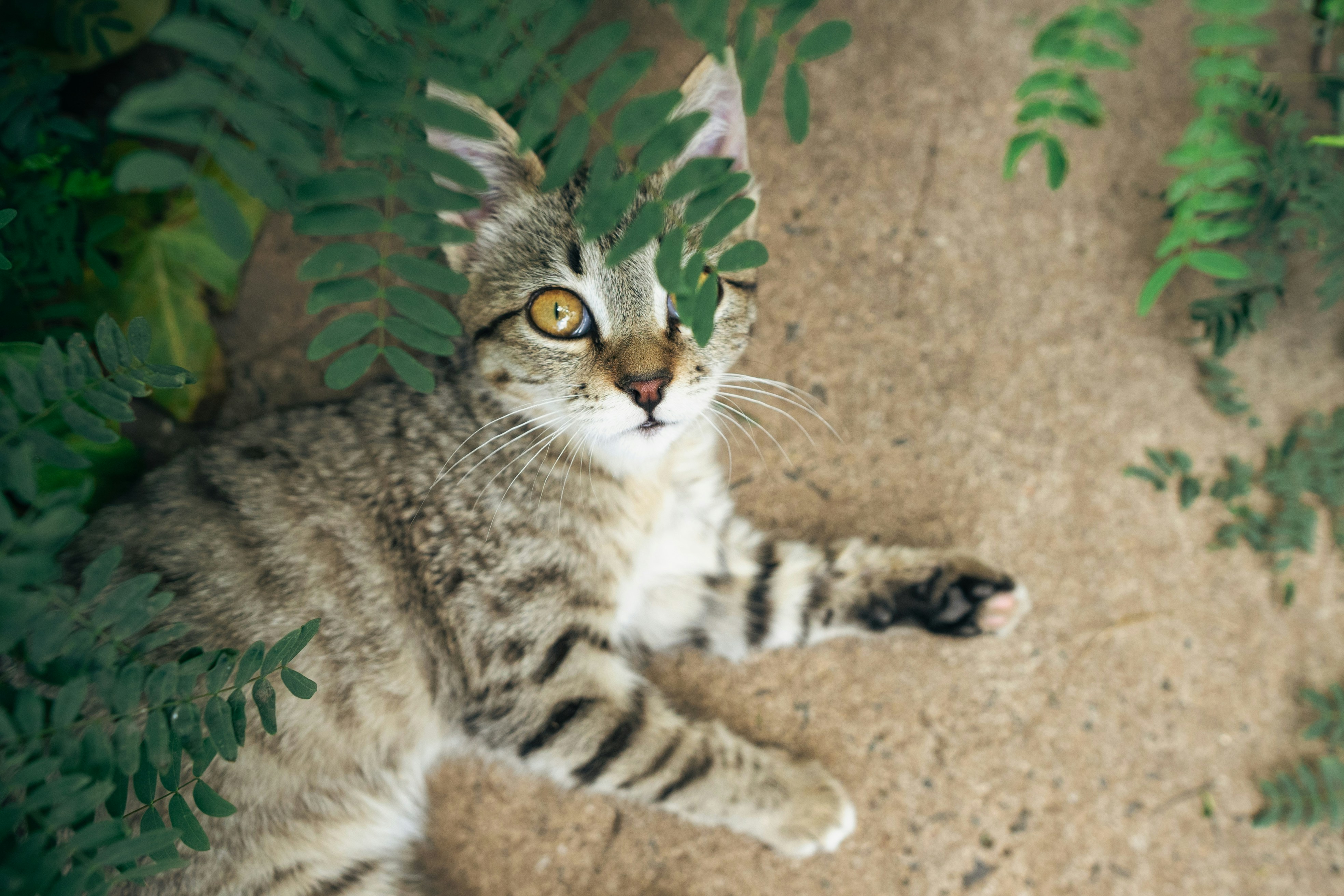 A cat laying on the ground next to a plant photo – Free Nairobi Image ...