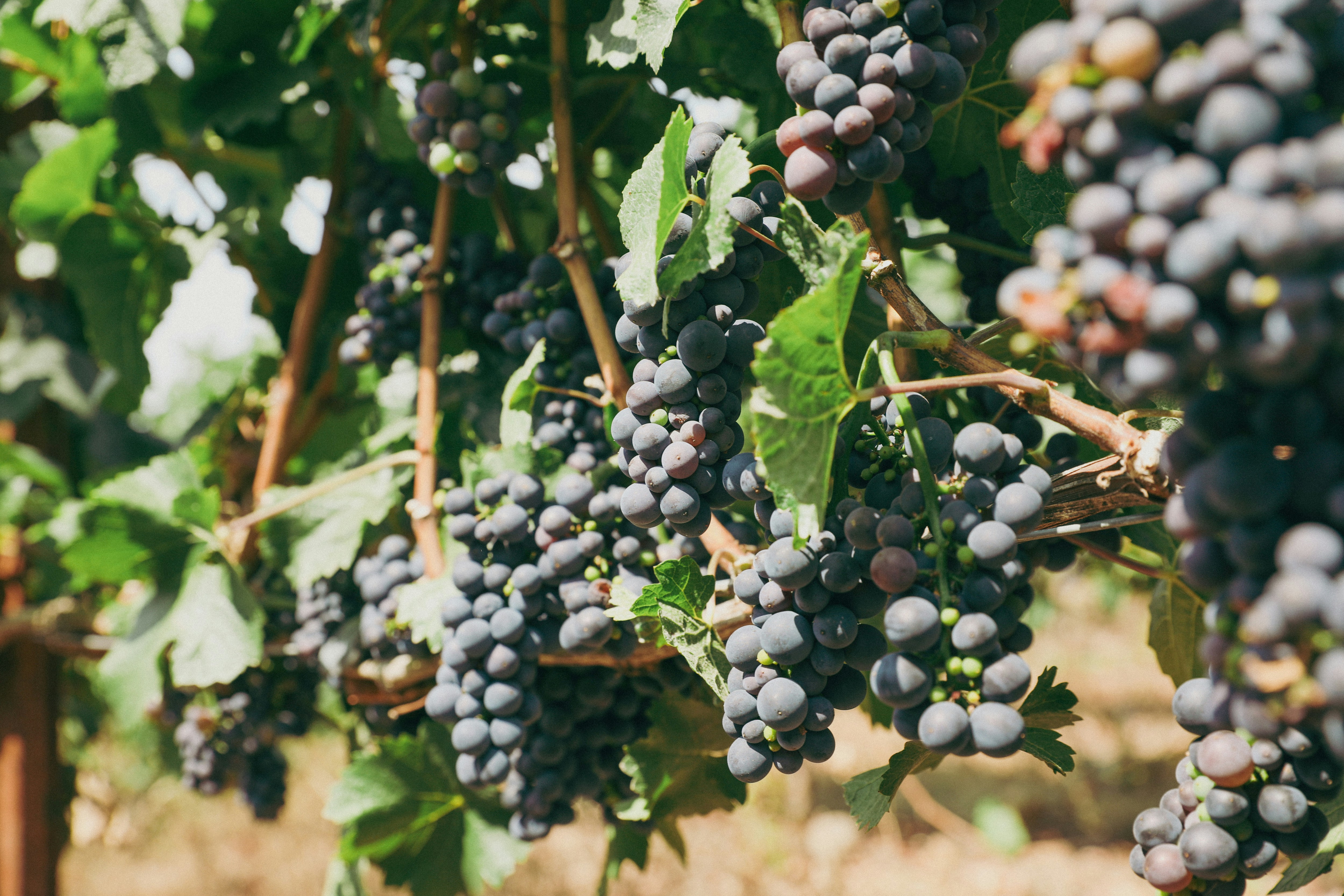Un racimo de uvas colgando de una parra foto – Imagen de Vino gratuita ...