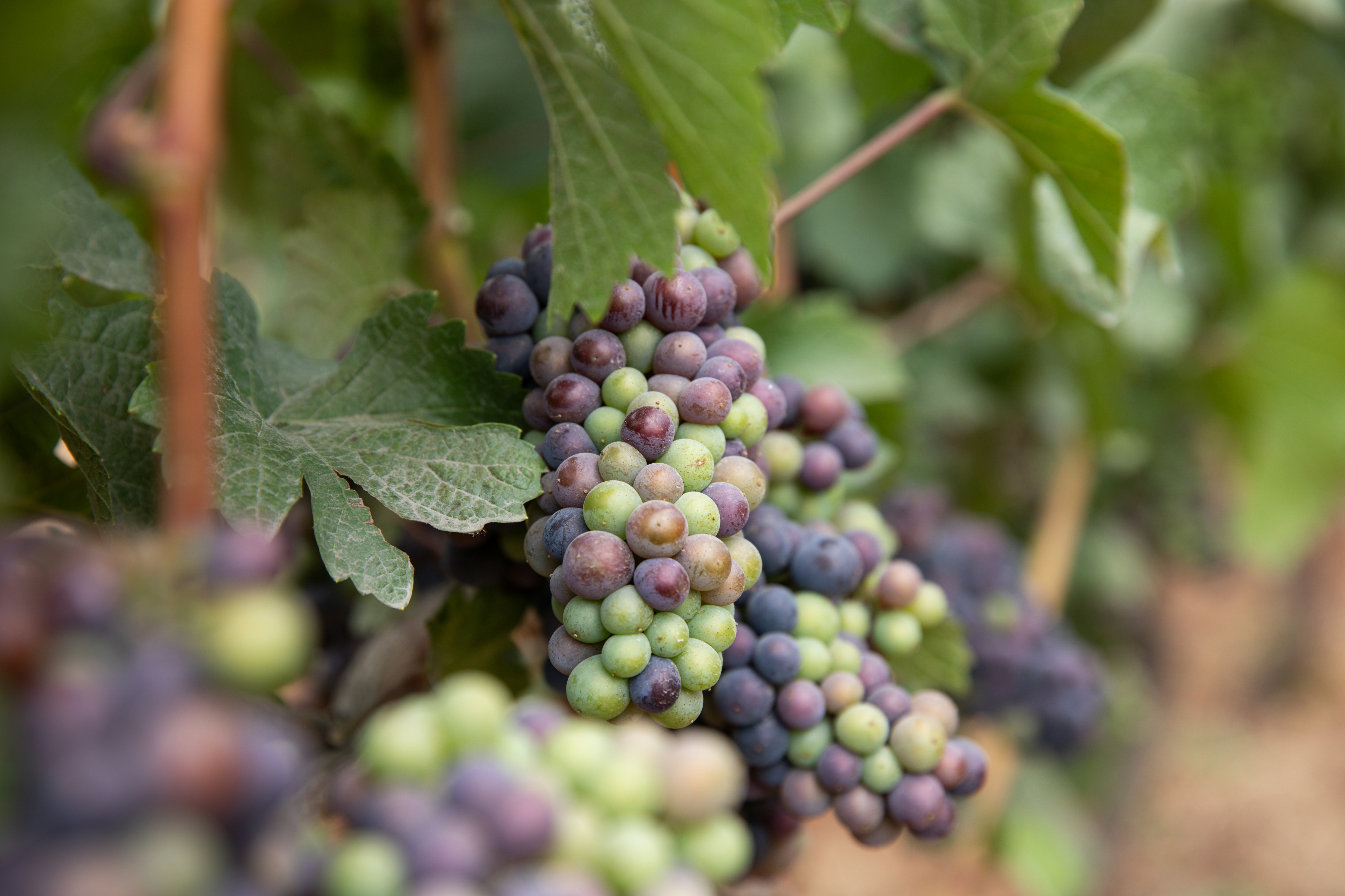 A bunch of grapes growing on a vine photo – Free Oregon Image on Unsplash