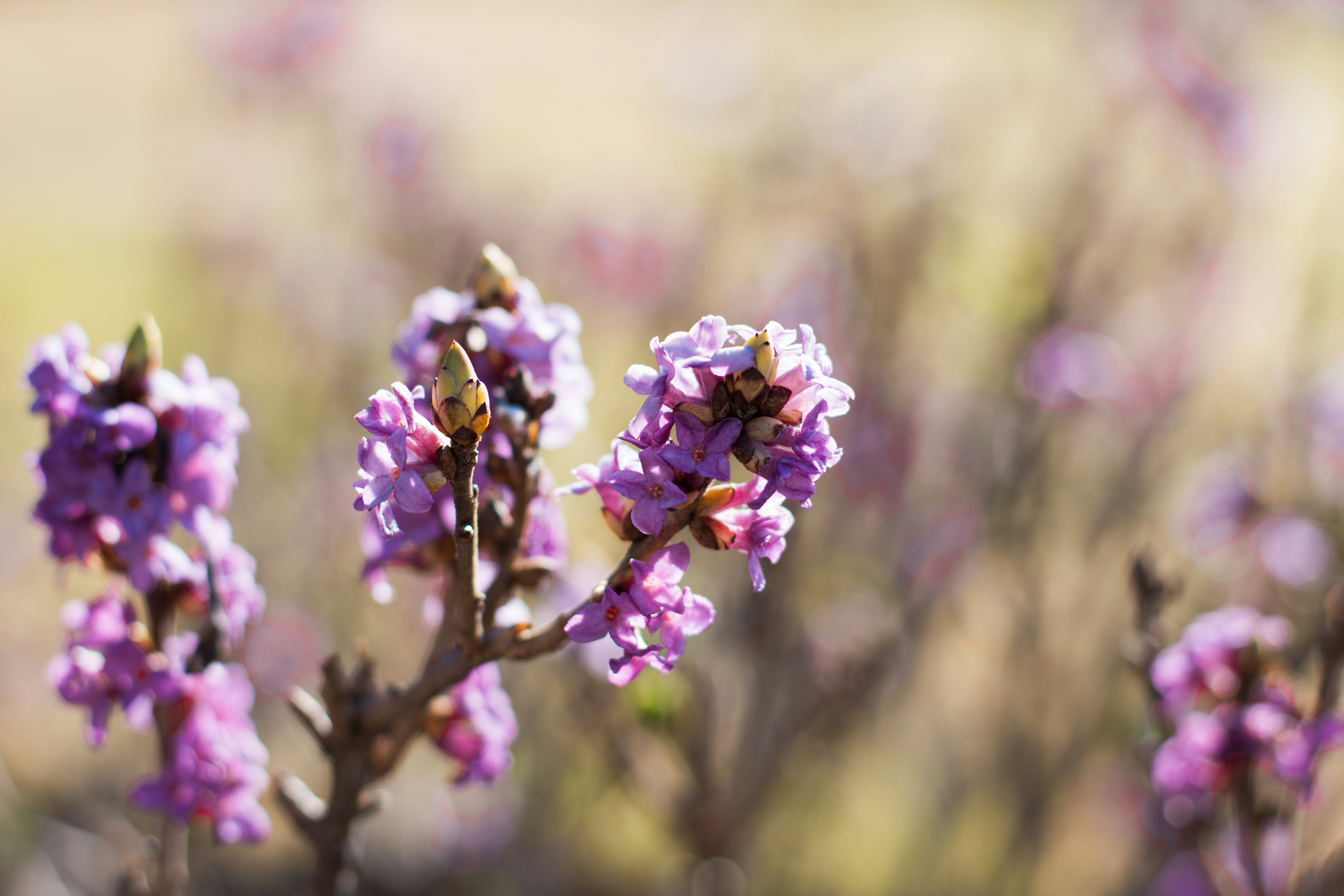 Lavender Bloom in Velvet Blur: Close-Up on Fragile Petal Clusters