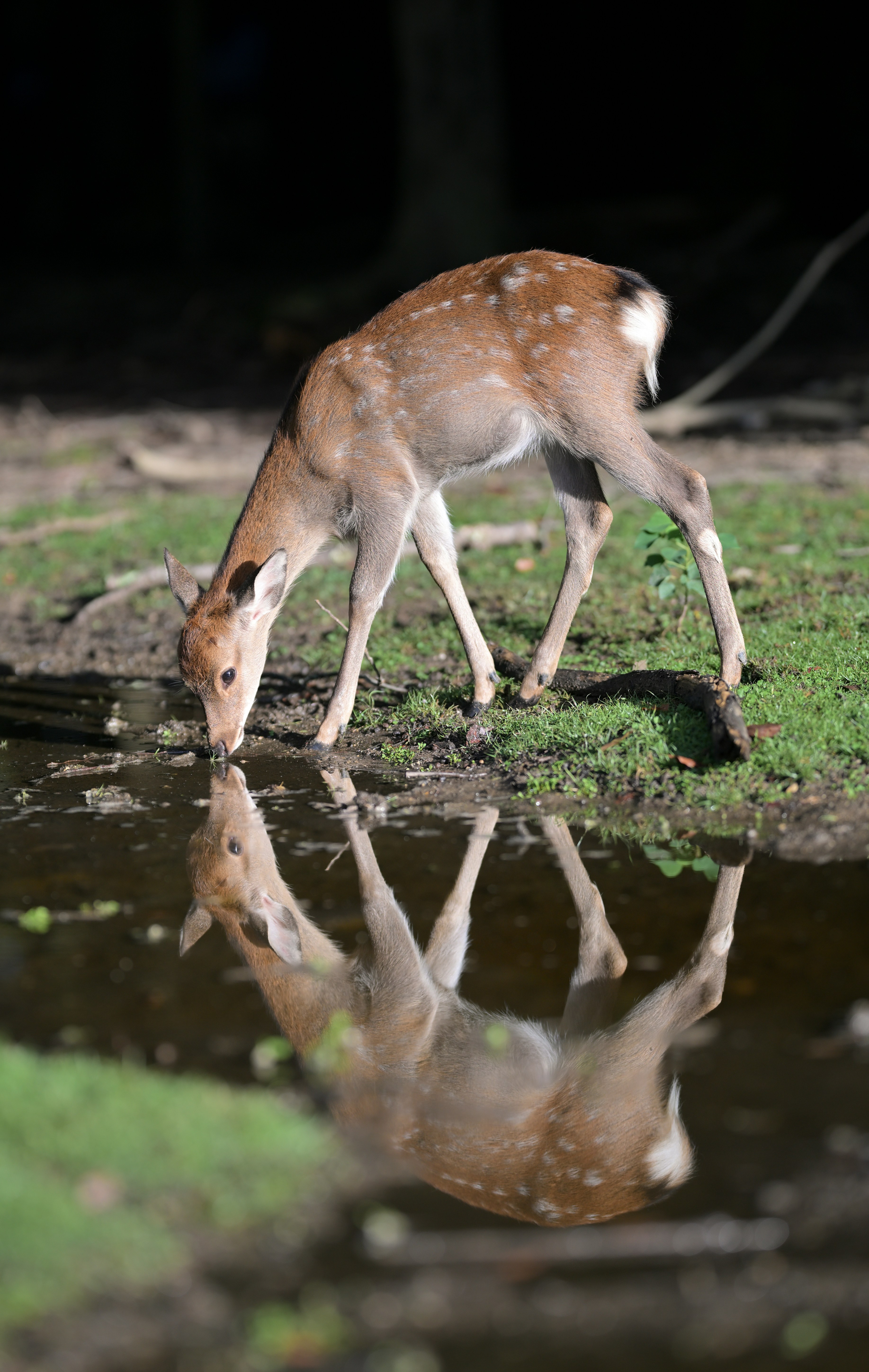 A small deer drinking water from a pond photo – Free Animal Image on ...