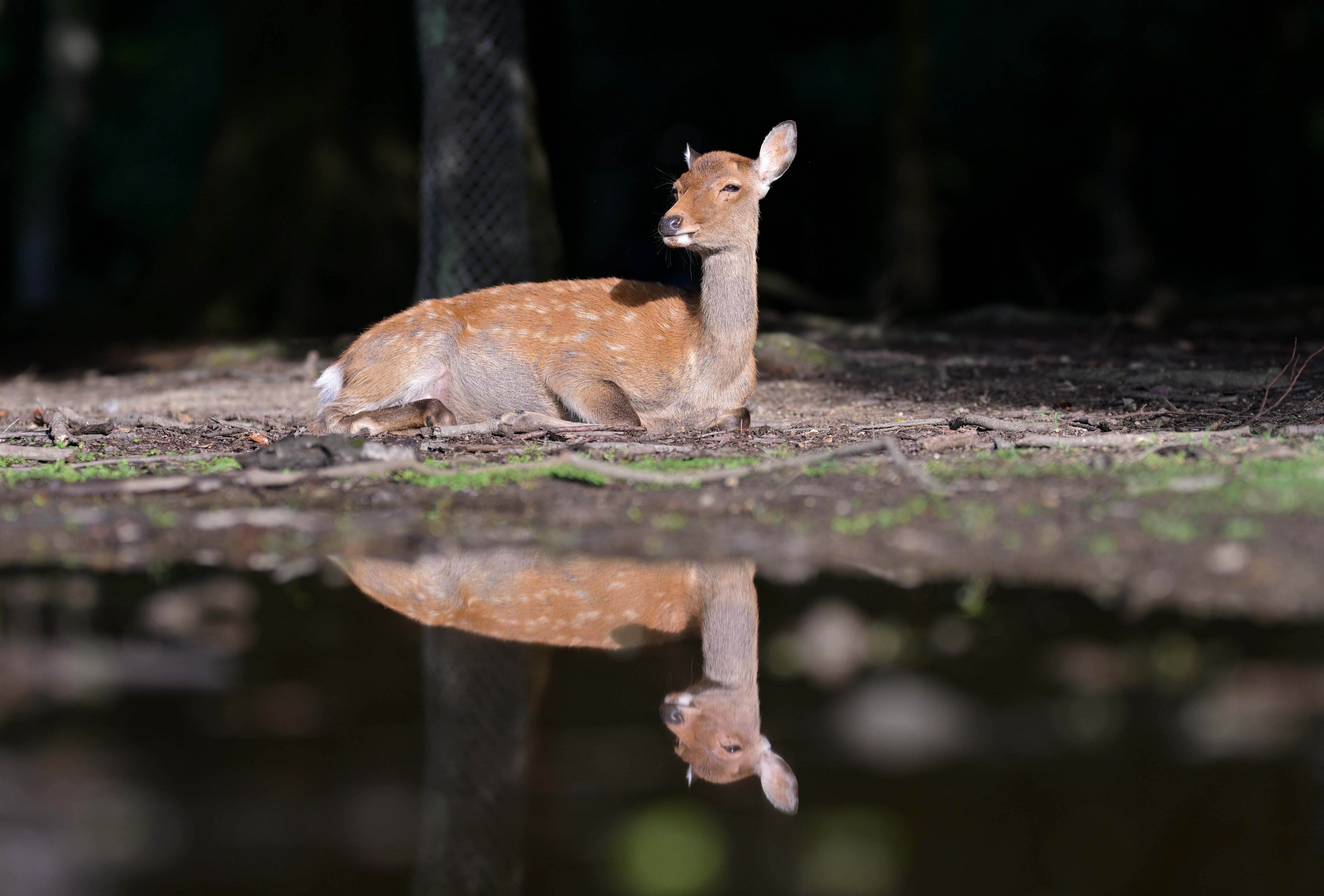Quiet Adieu by the Water: A Doe Resting at Dusk