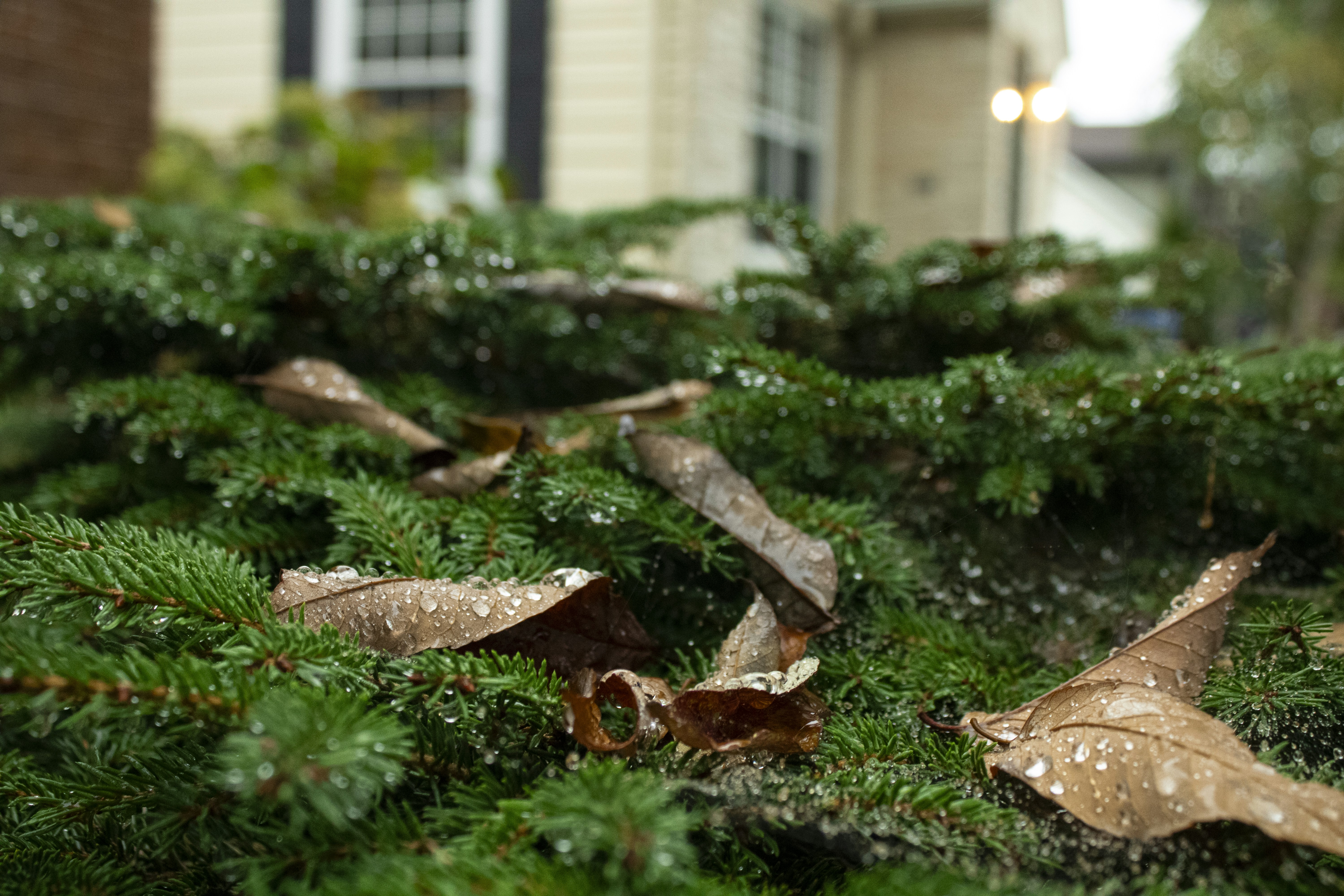 Dew-Kissed Groundcover: Leaves and Evergreen in Quiet Morning Light