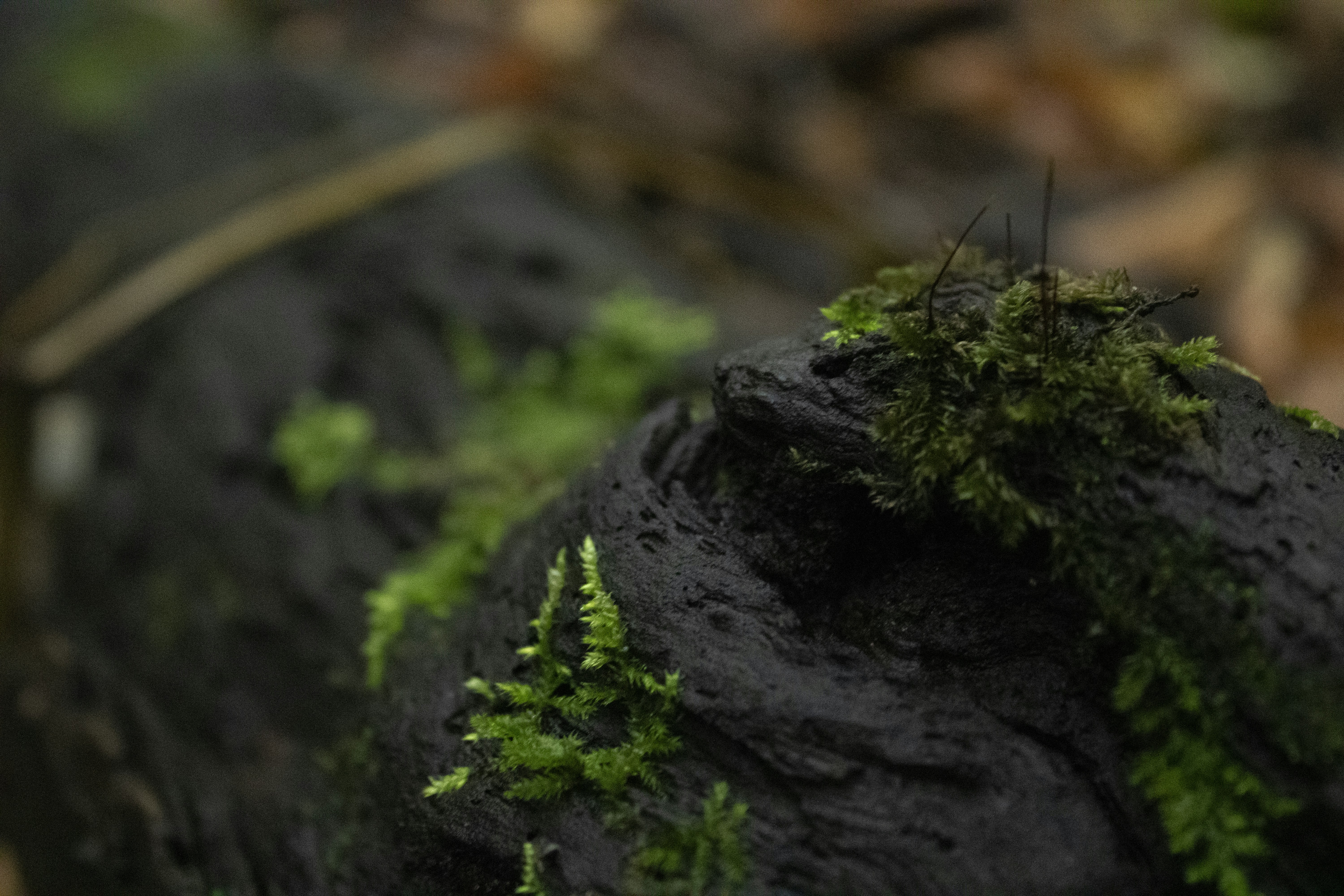 A close up of a piece of wood with moss growing on it photo – Free ...