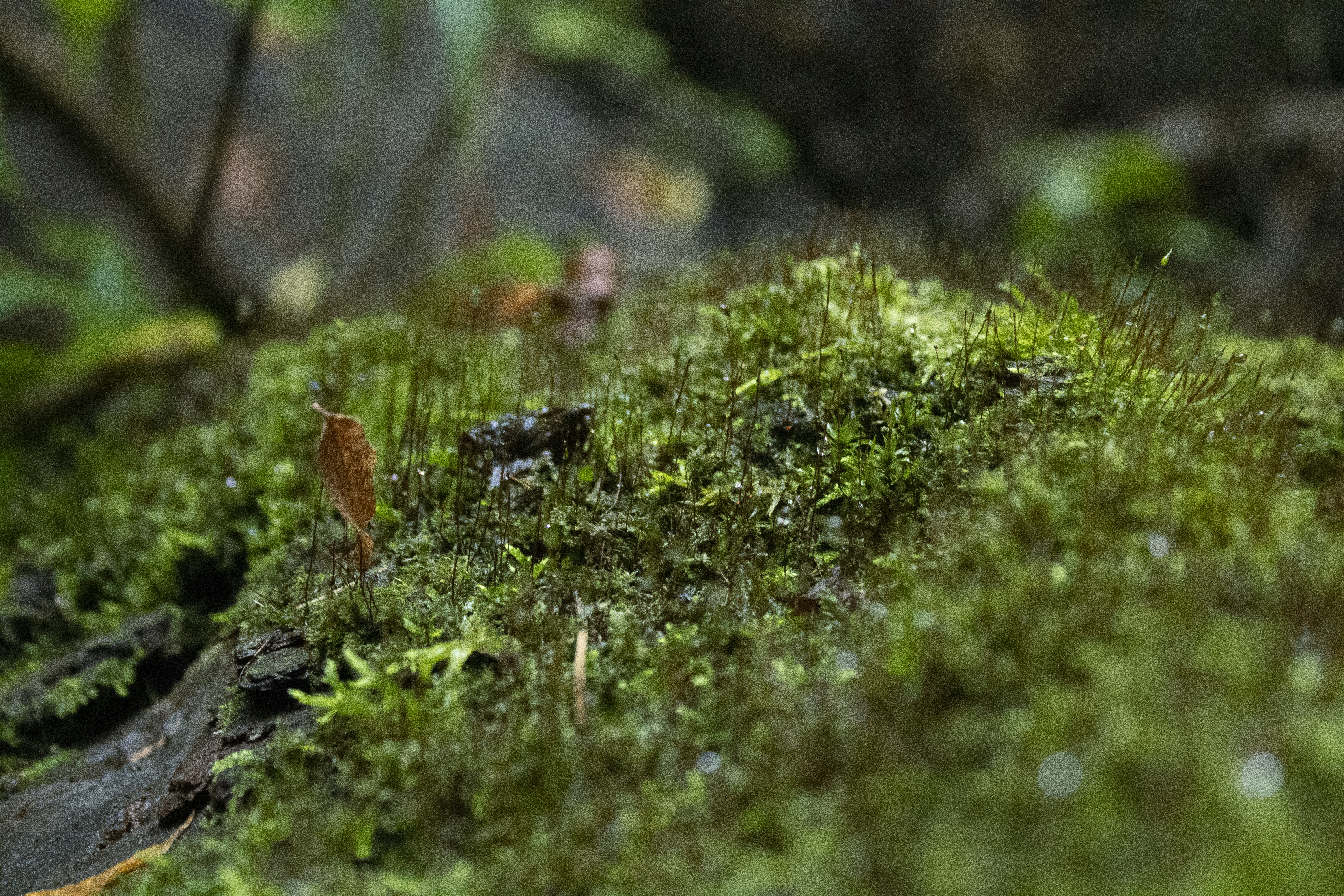 A close up of a mossy surface in the woods photo – Free Moss Image on ...
