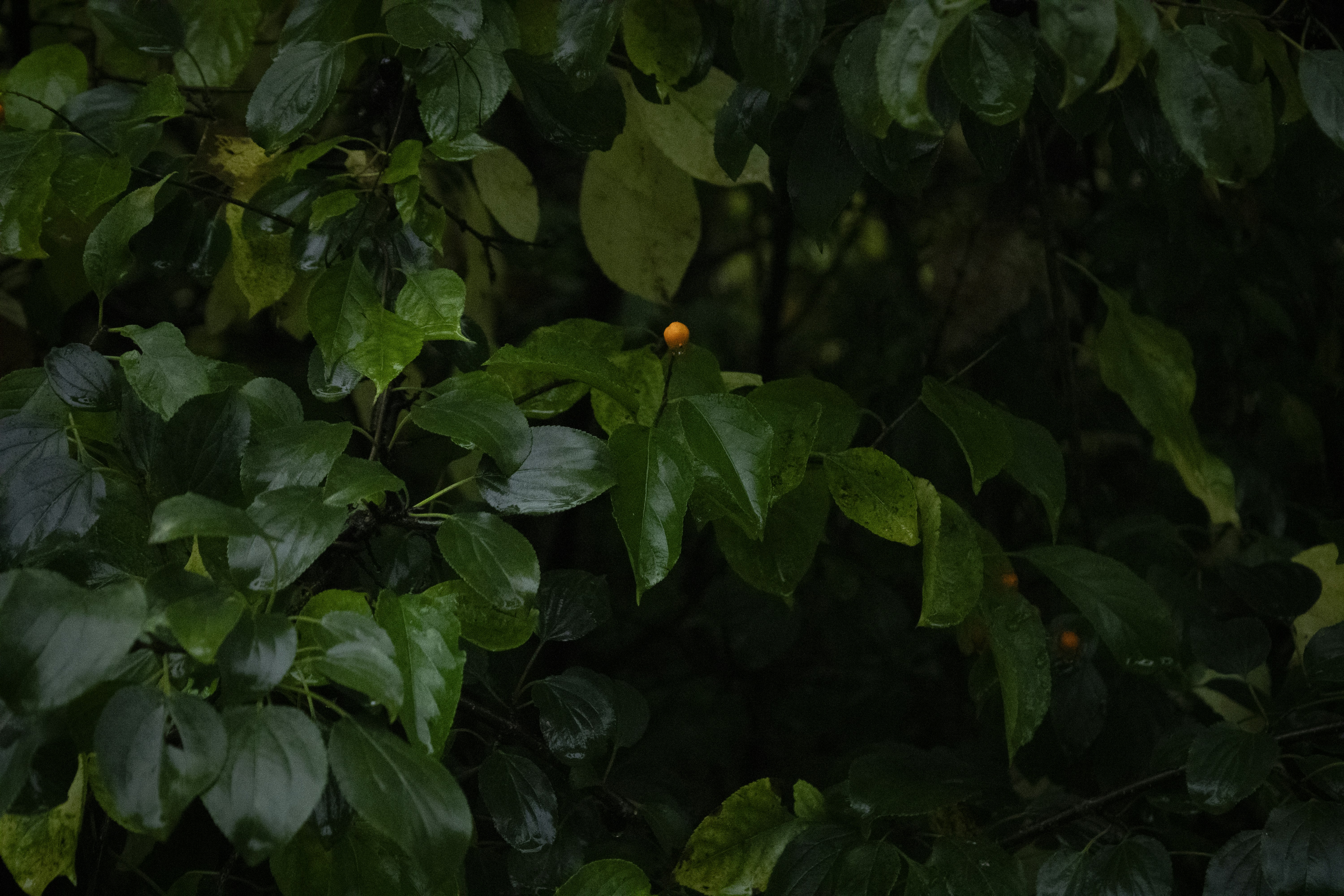 A cluster of vibrant green leaves concealing a small orange berry, showcasing the intricate beauty of nature's details.