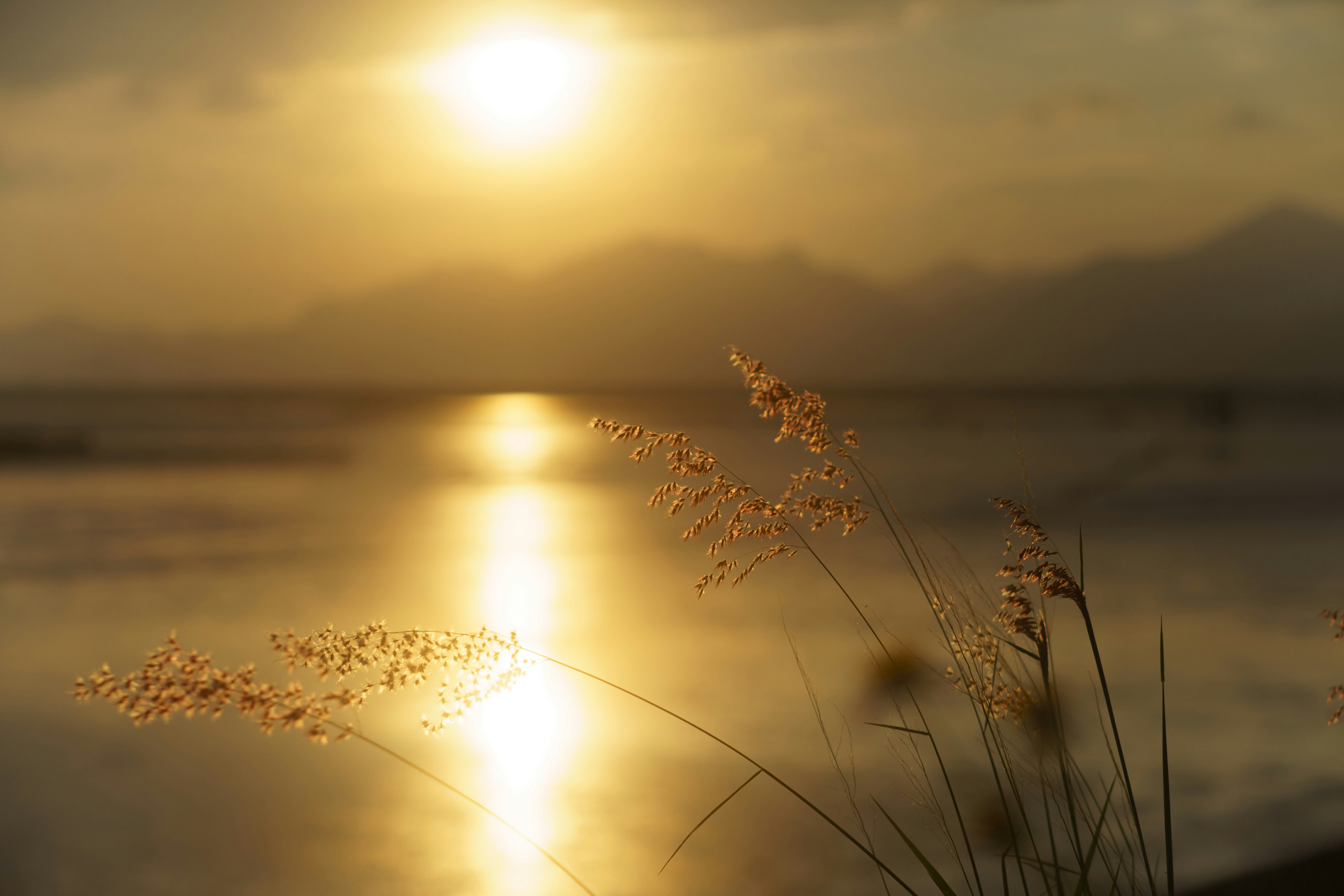 Golden Reeds at Sunset Over Quiet Waters