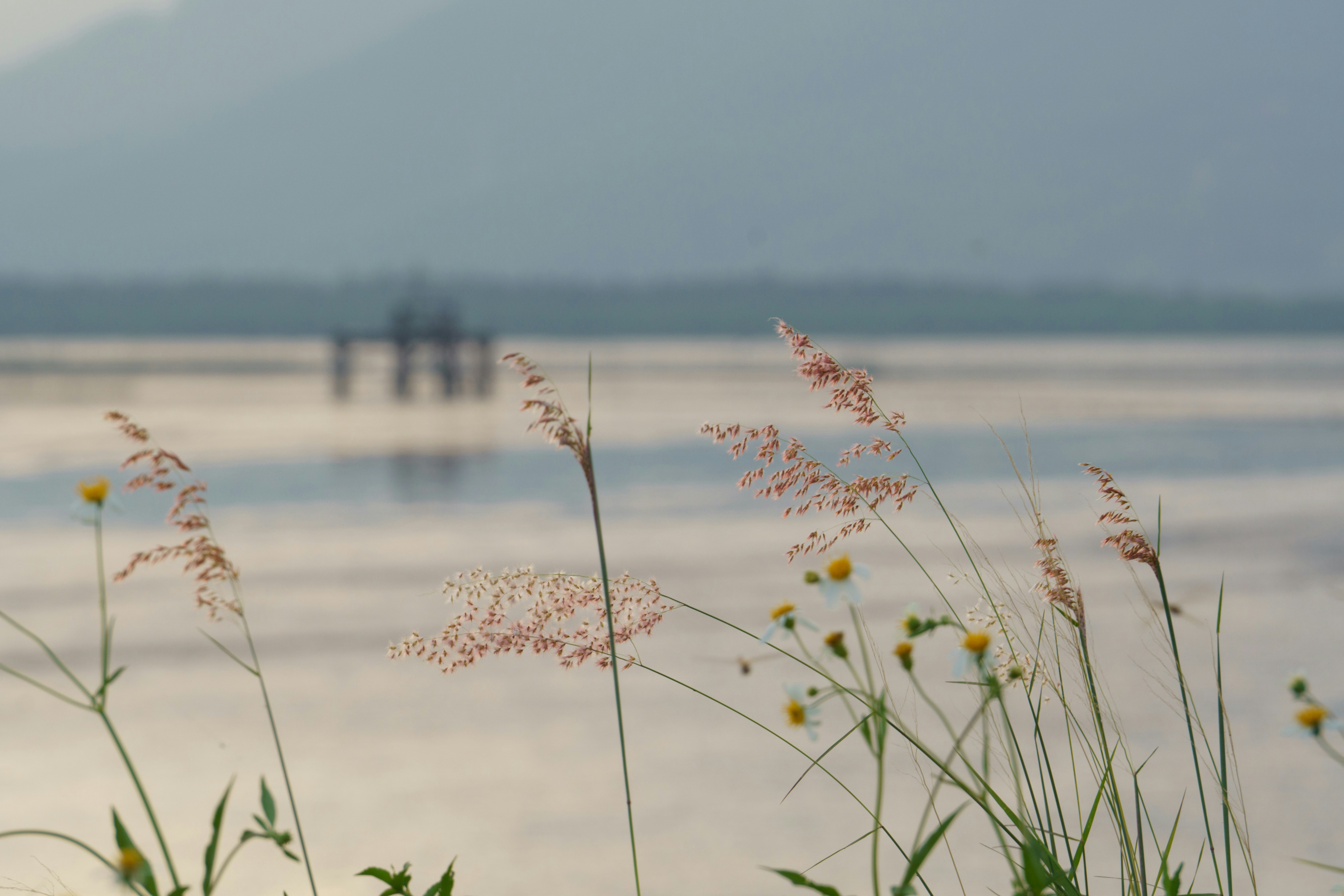 Bladed grasses in soft focus with distant boat silhouettes