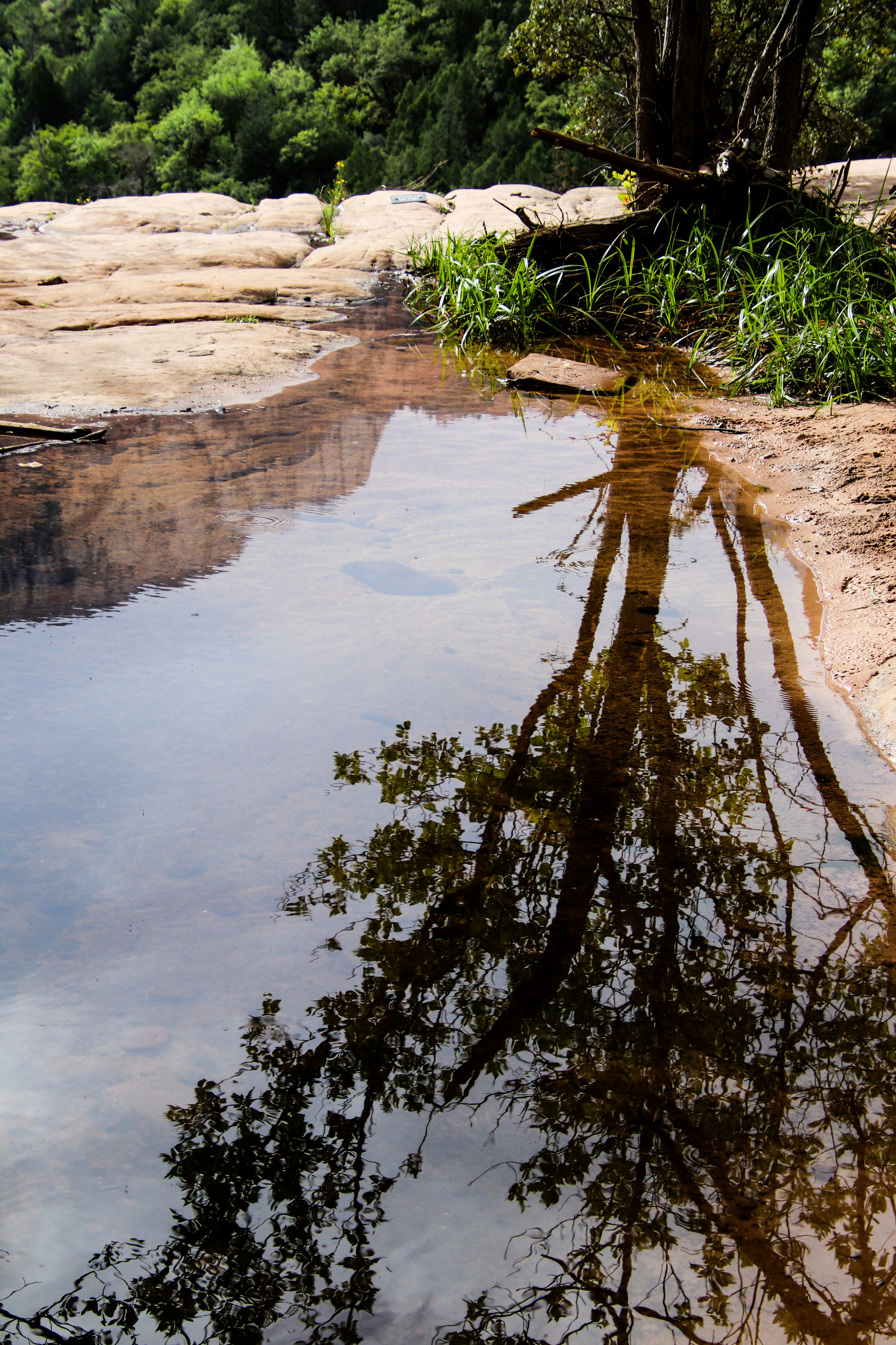 A reflection of a tree in a pool of water