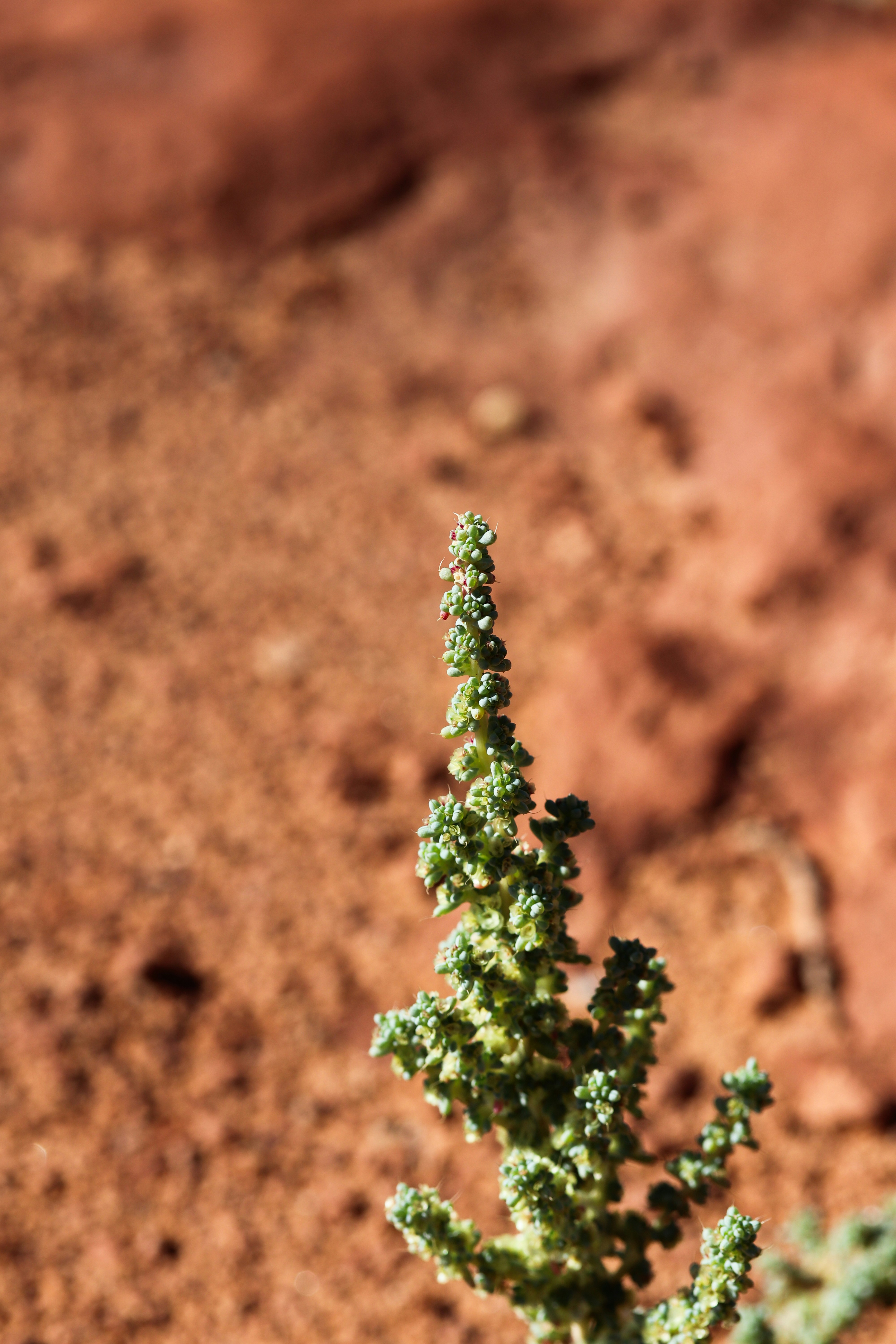 Emerald Spike Rising from Desert Sienna