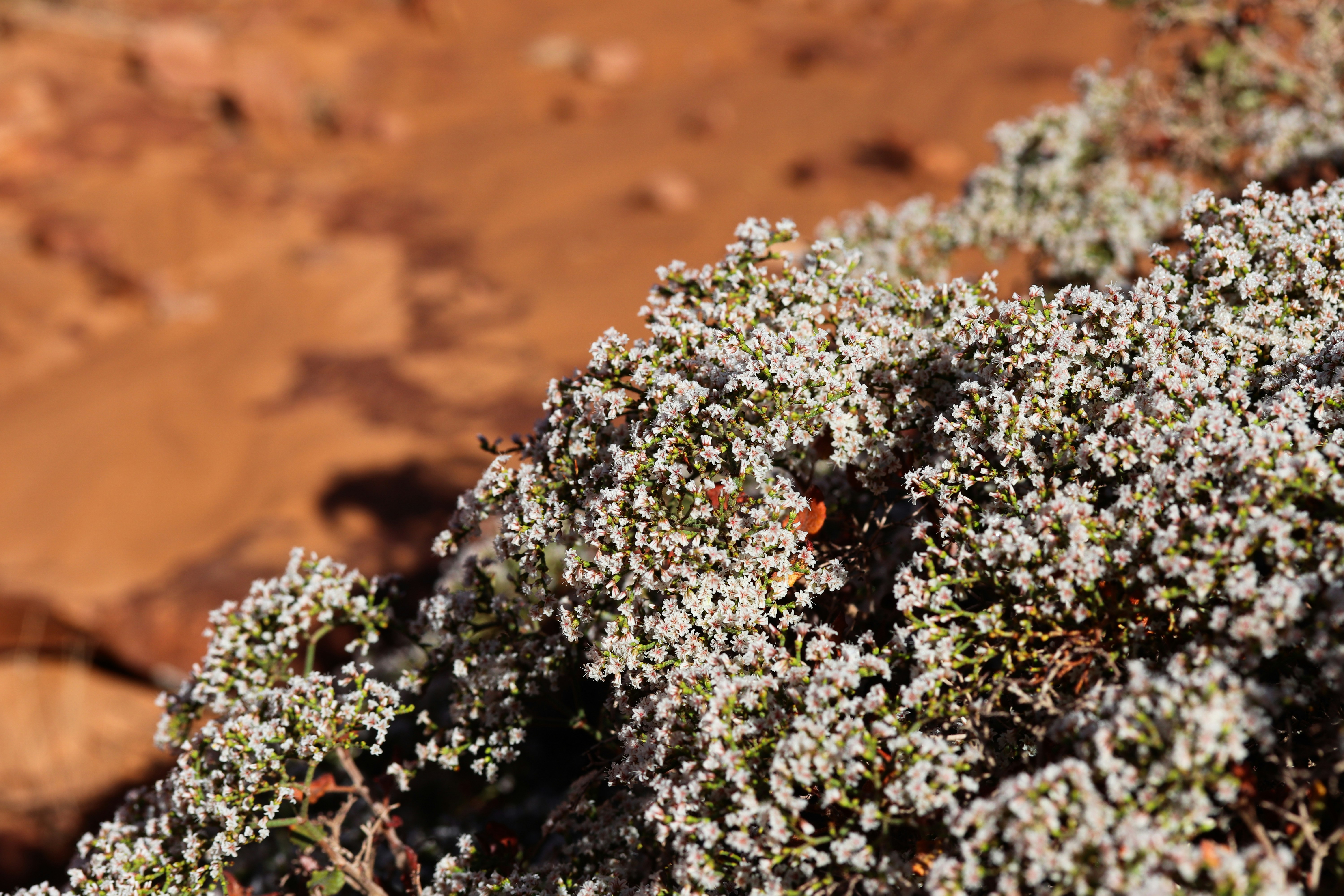 Desert Bloom in Focus: White Flora on Rusty Terrain