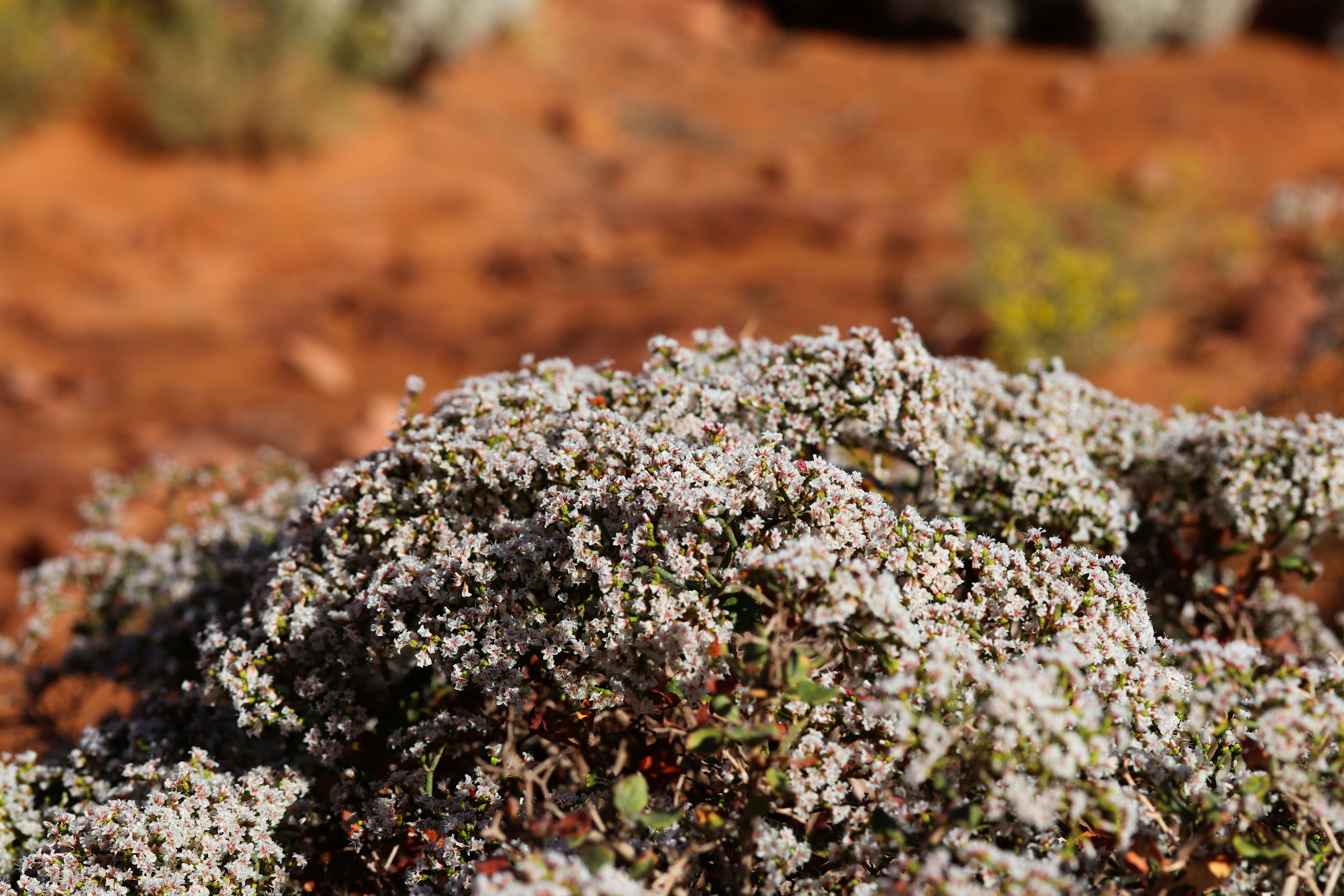 Desert Heather in Bloom: White-speckled Shrub Amid Rusty Terrain