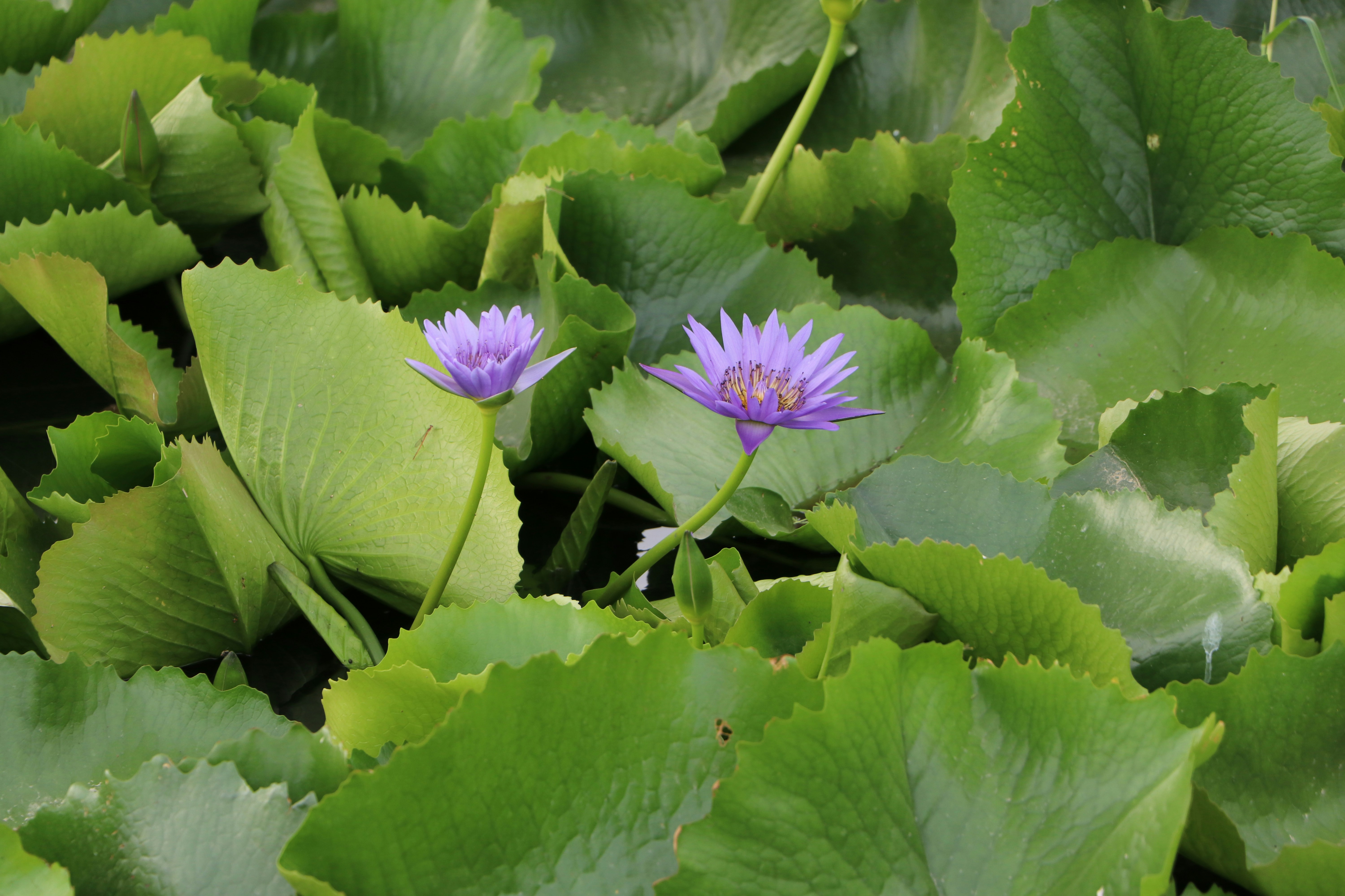 Two Purple Water Lilies Rise Above a Sea of Green Lily Pads