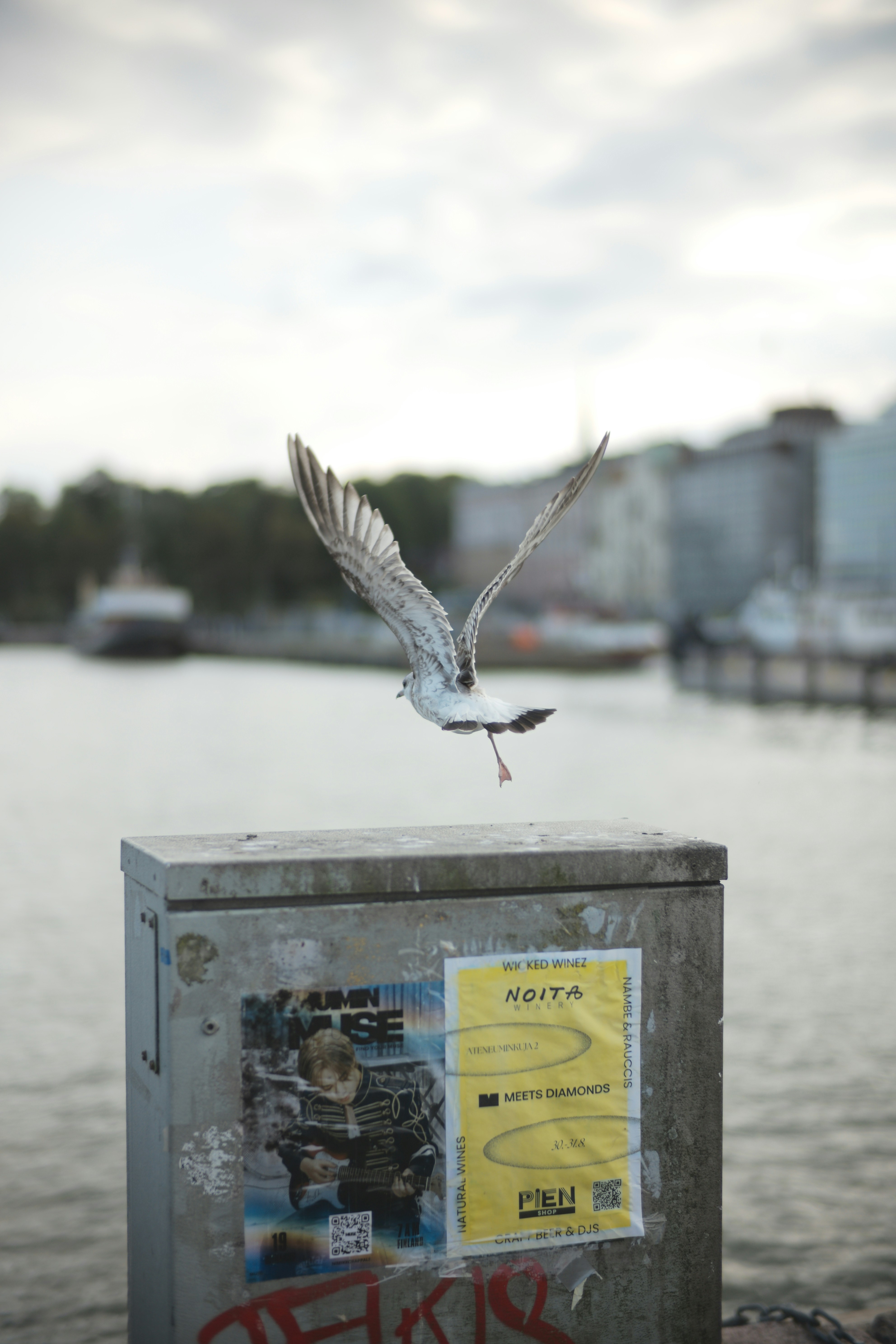 Photograph of a seagull in mid-flight above a weathered utility box by the harbor, with boats and distant buildings softly blurred in the background.