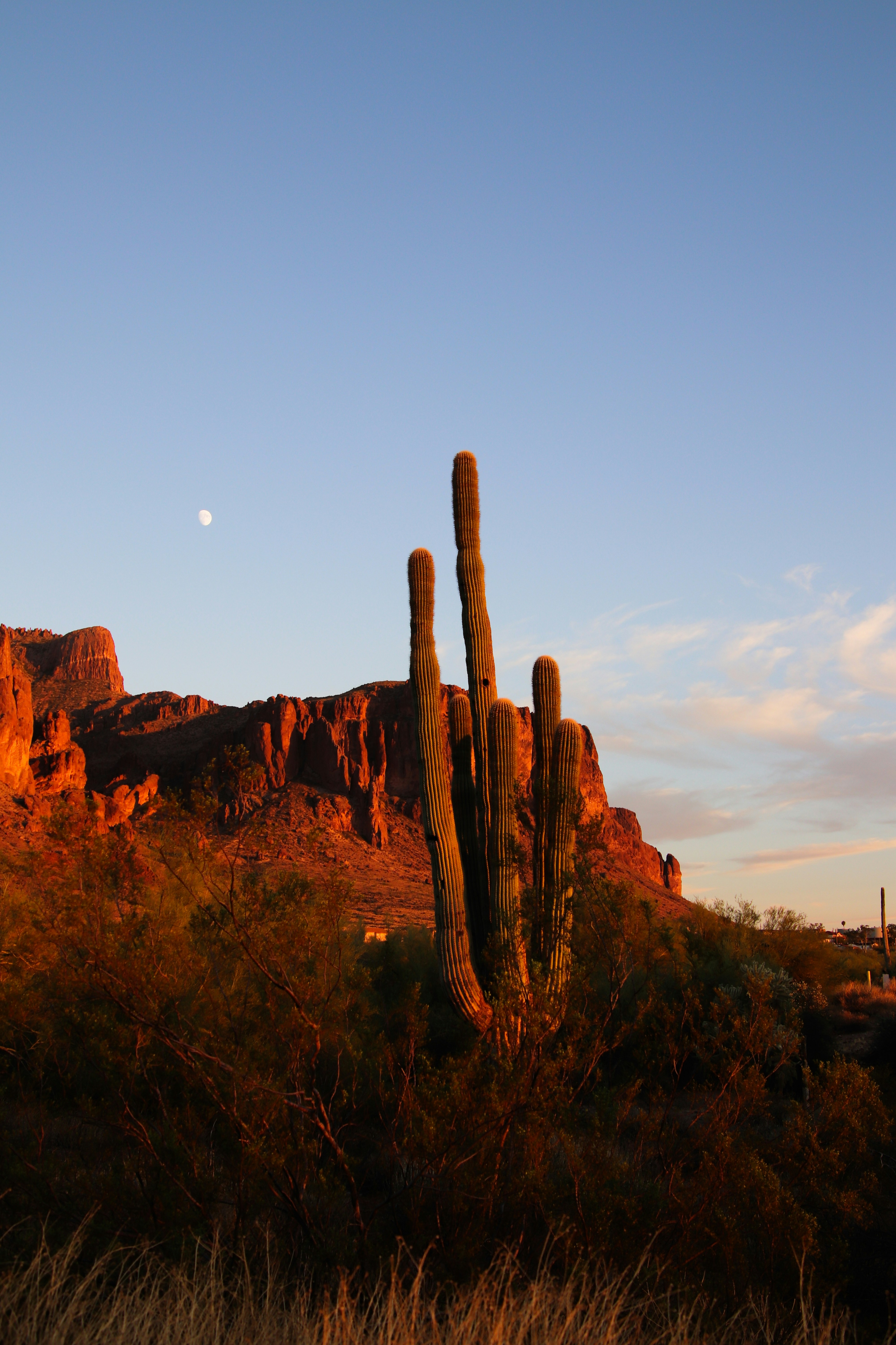 Desert Swords: Cacti Stand Against Desert Twilight