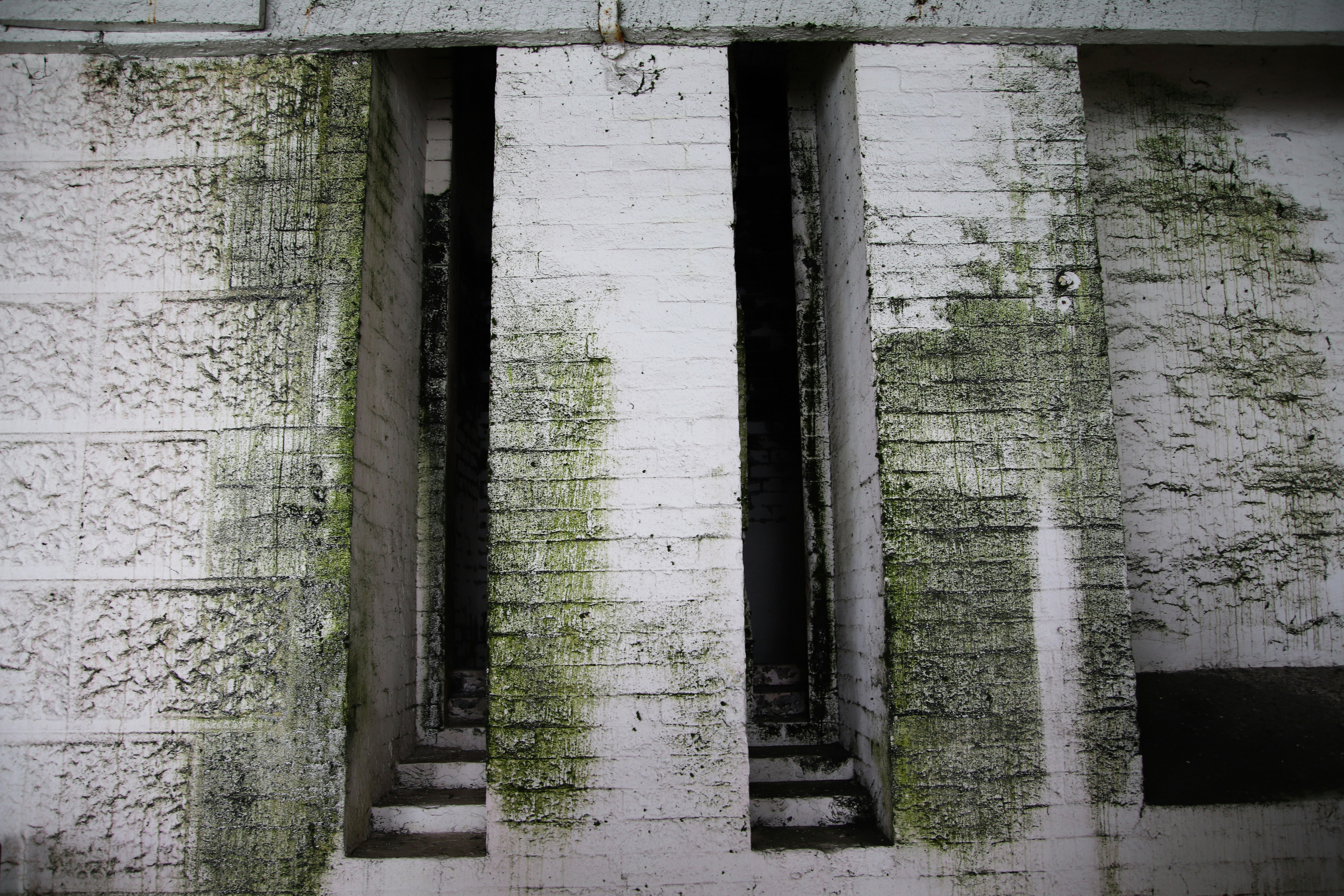 Moss-Cloaked Corridors: Depth Between Weathered Concrete Columns