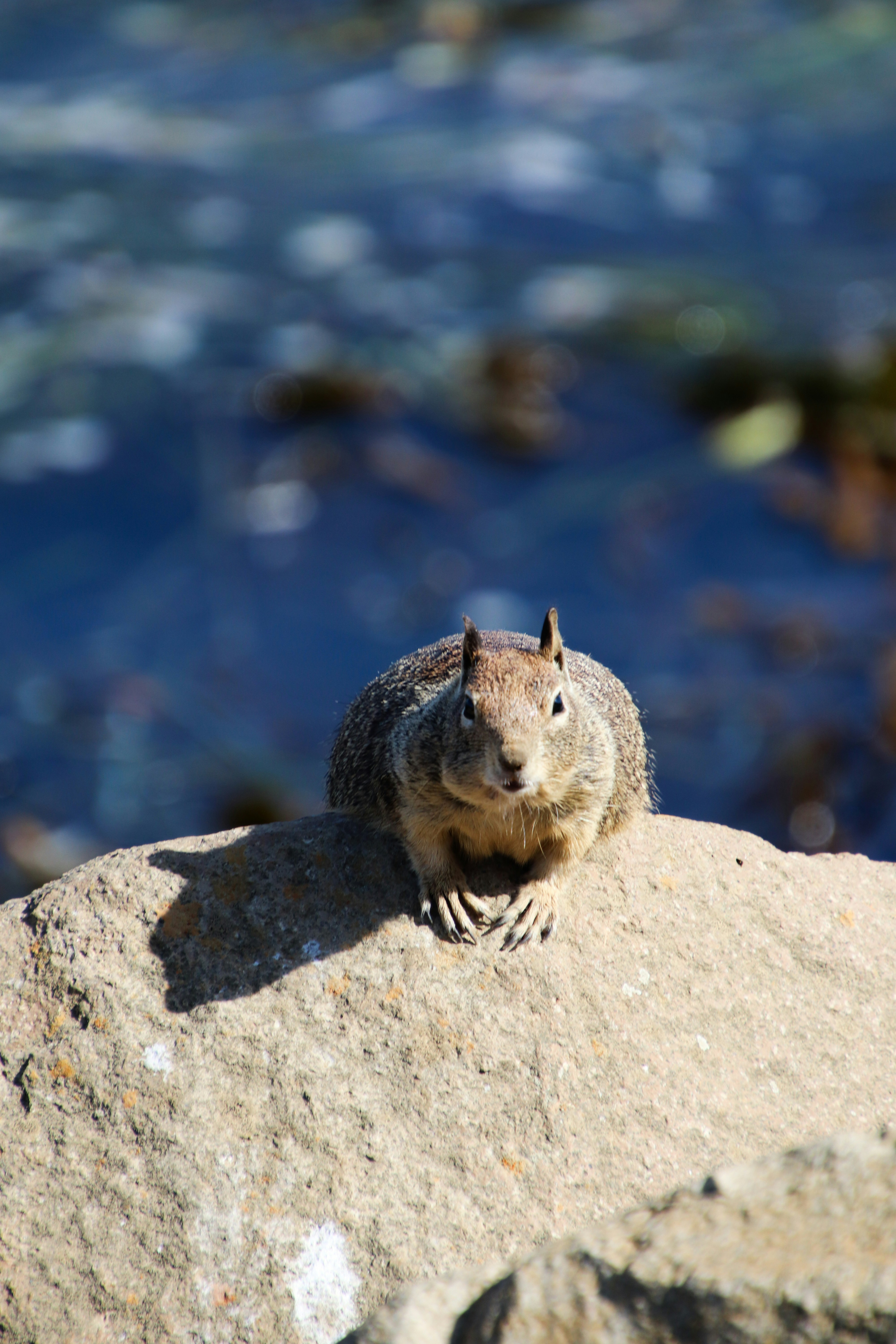 Squirrel Summit: Perched on a sunlit rock above a rippling blue backdrop