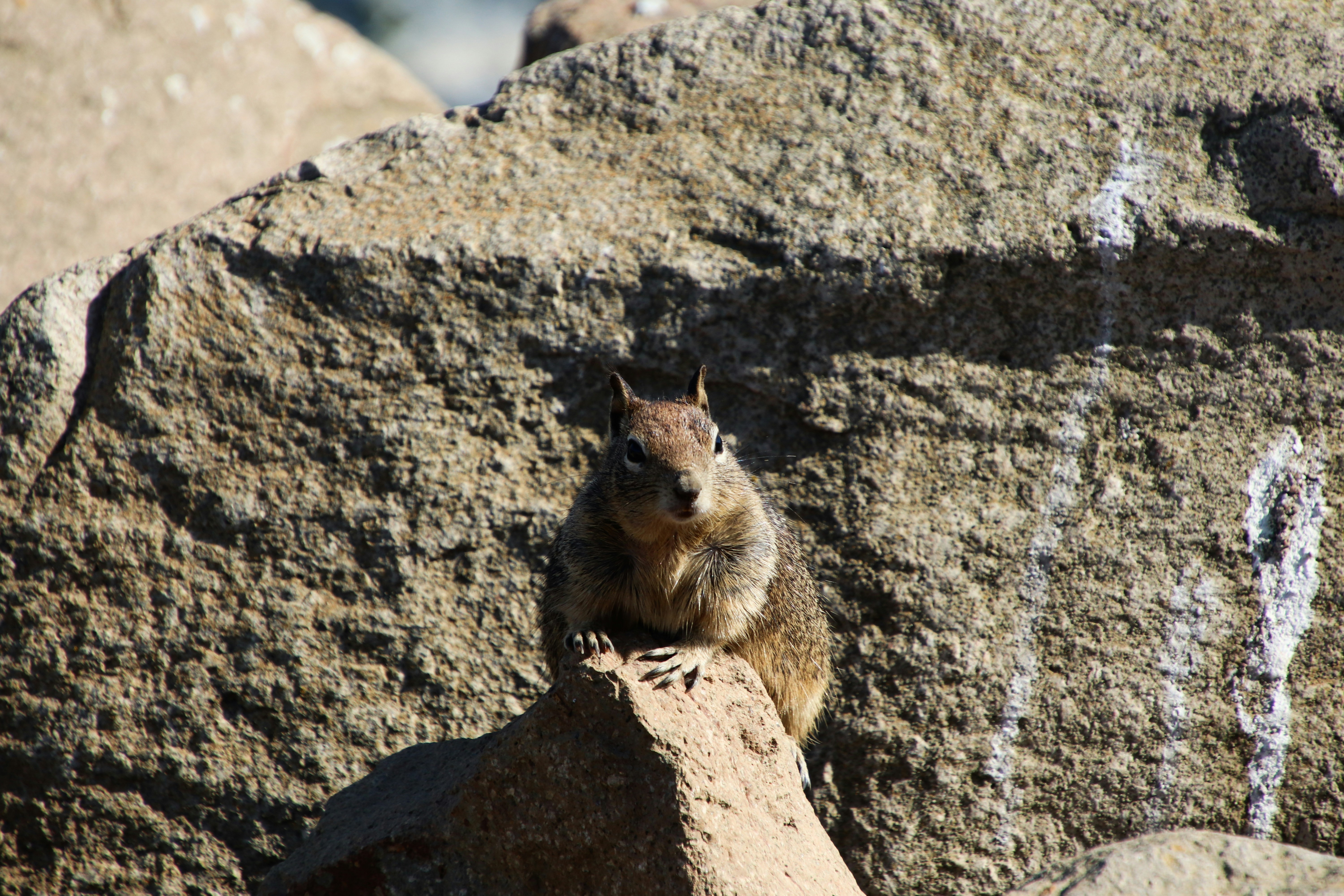 Rocktopper: A Curious Squirrel Perched on a Granite Outcrop