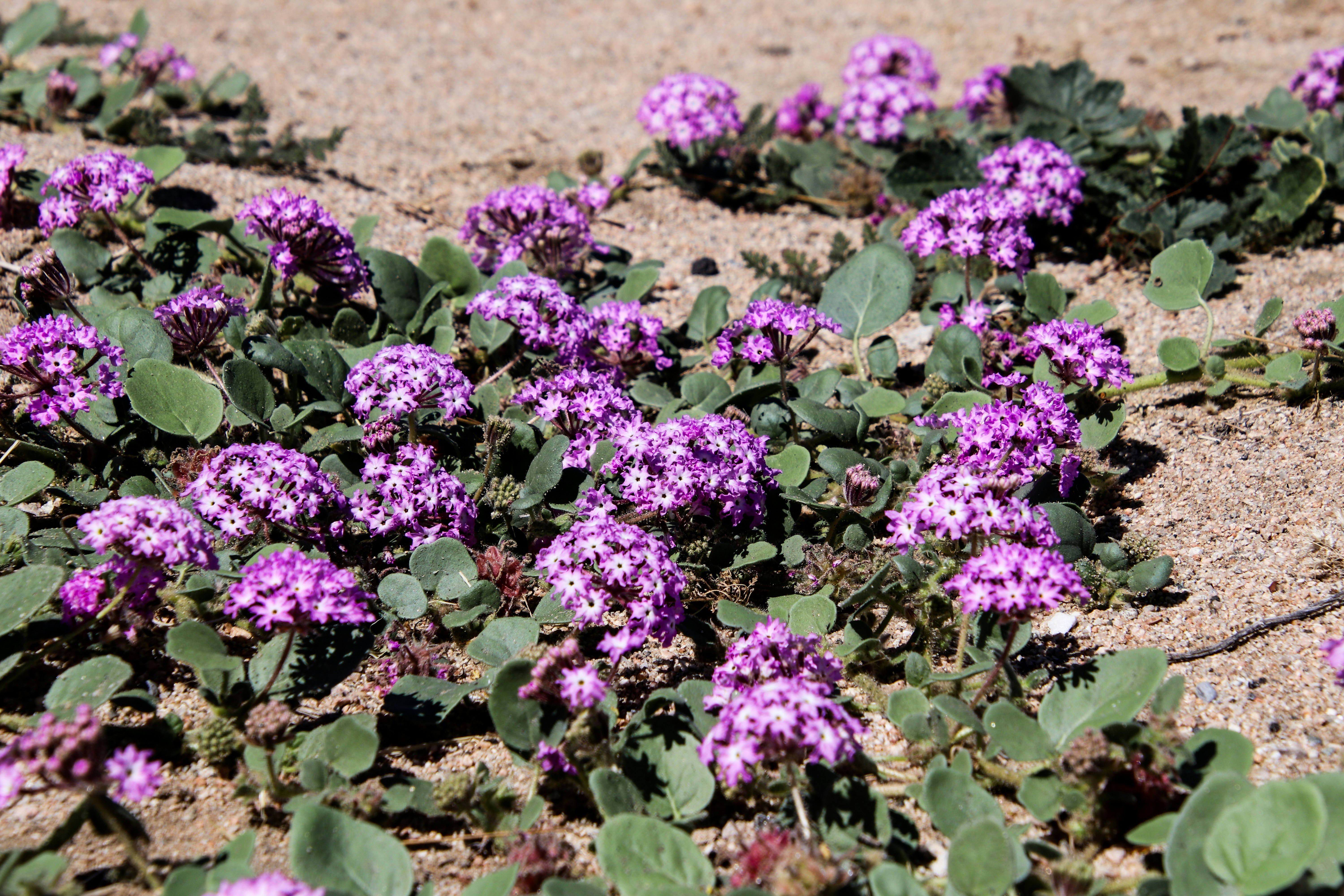 Lavender-rose blooms carpet the sandy bed