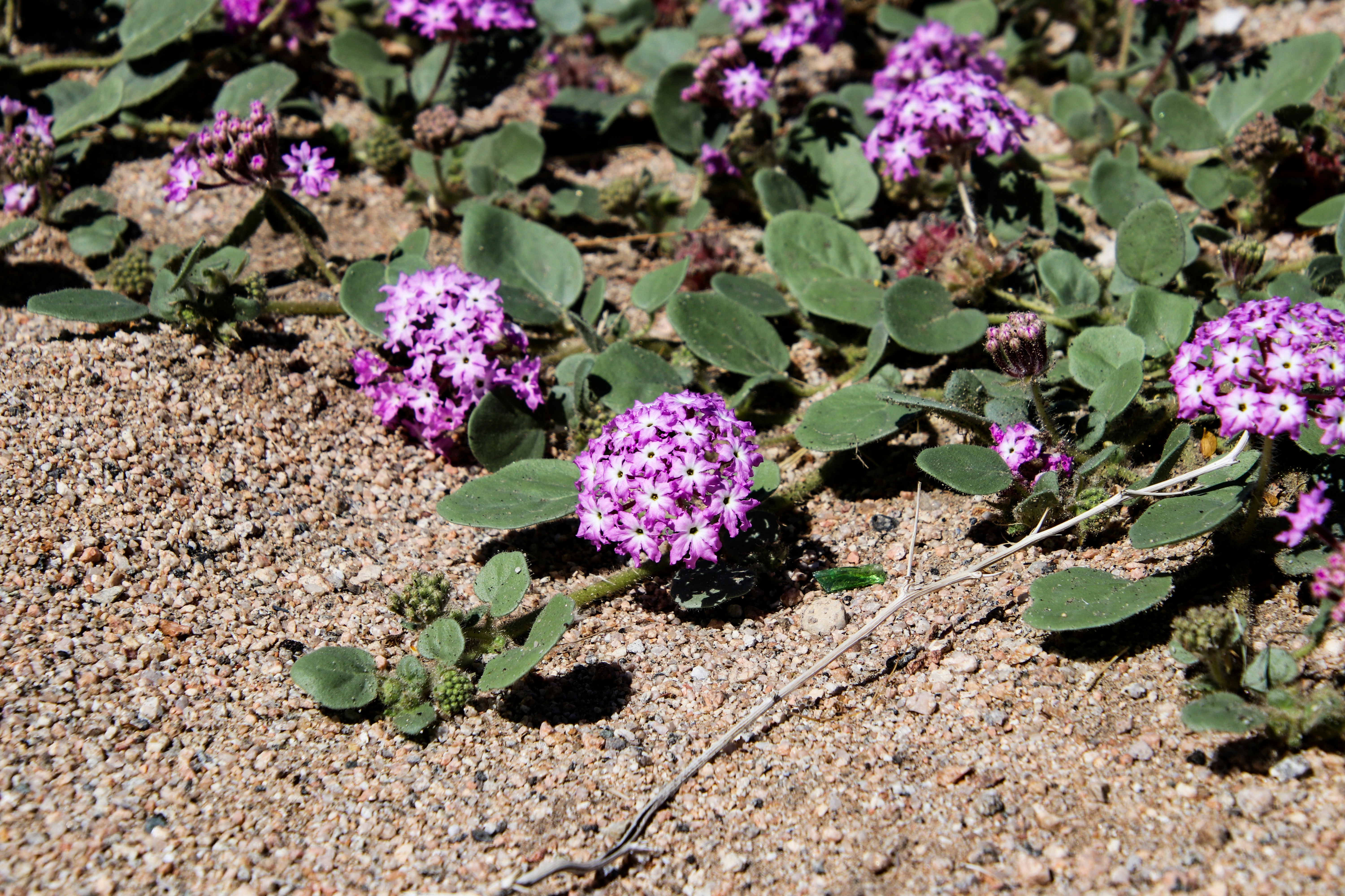 Lantana Blooms on a Sandy Canvas