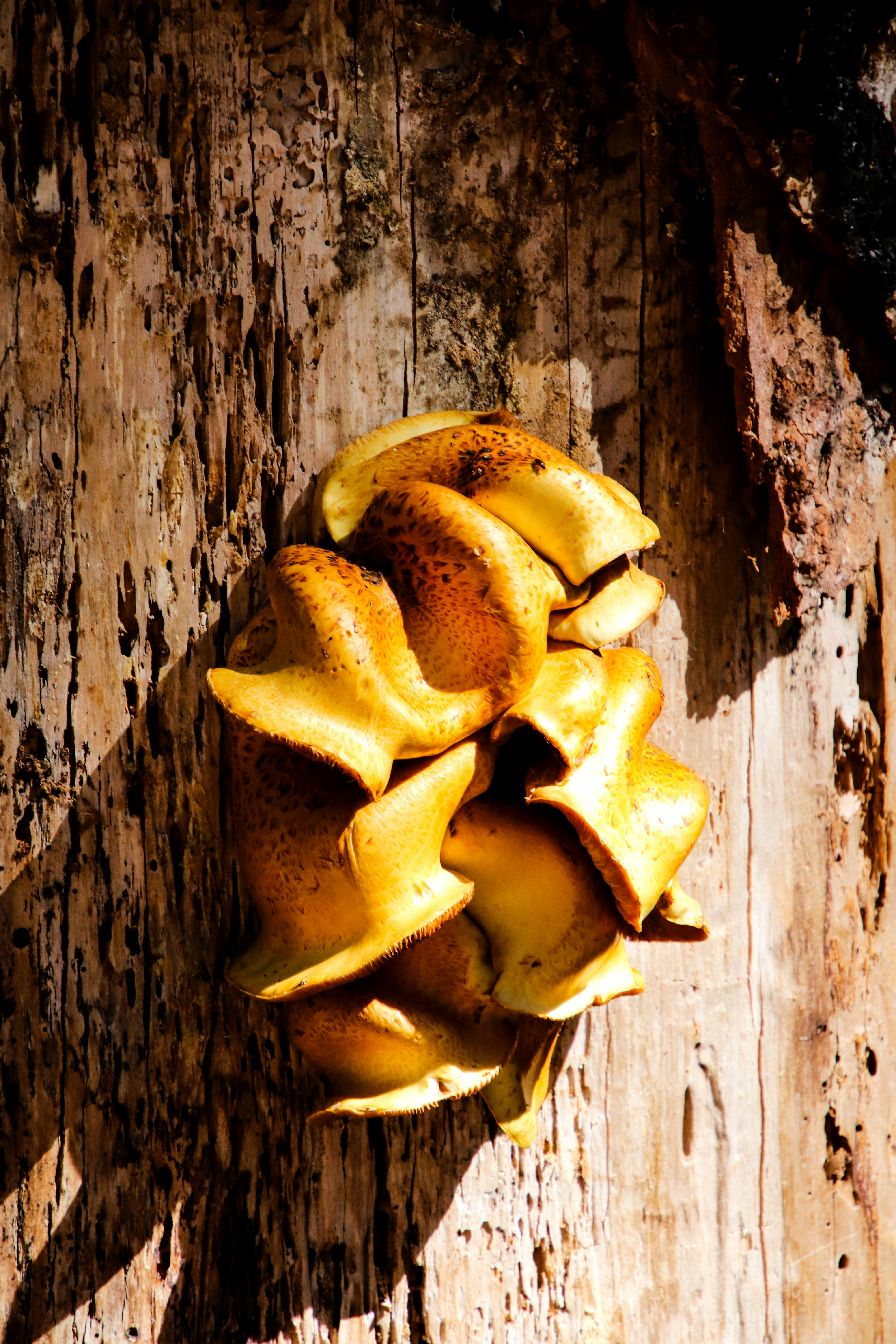 Golden Shelf Fungus Adorning Weathered Bark
