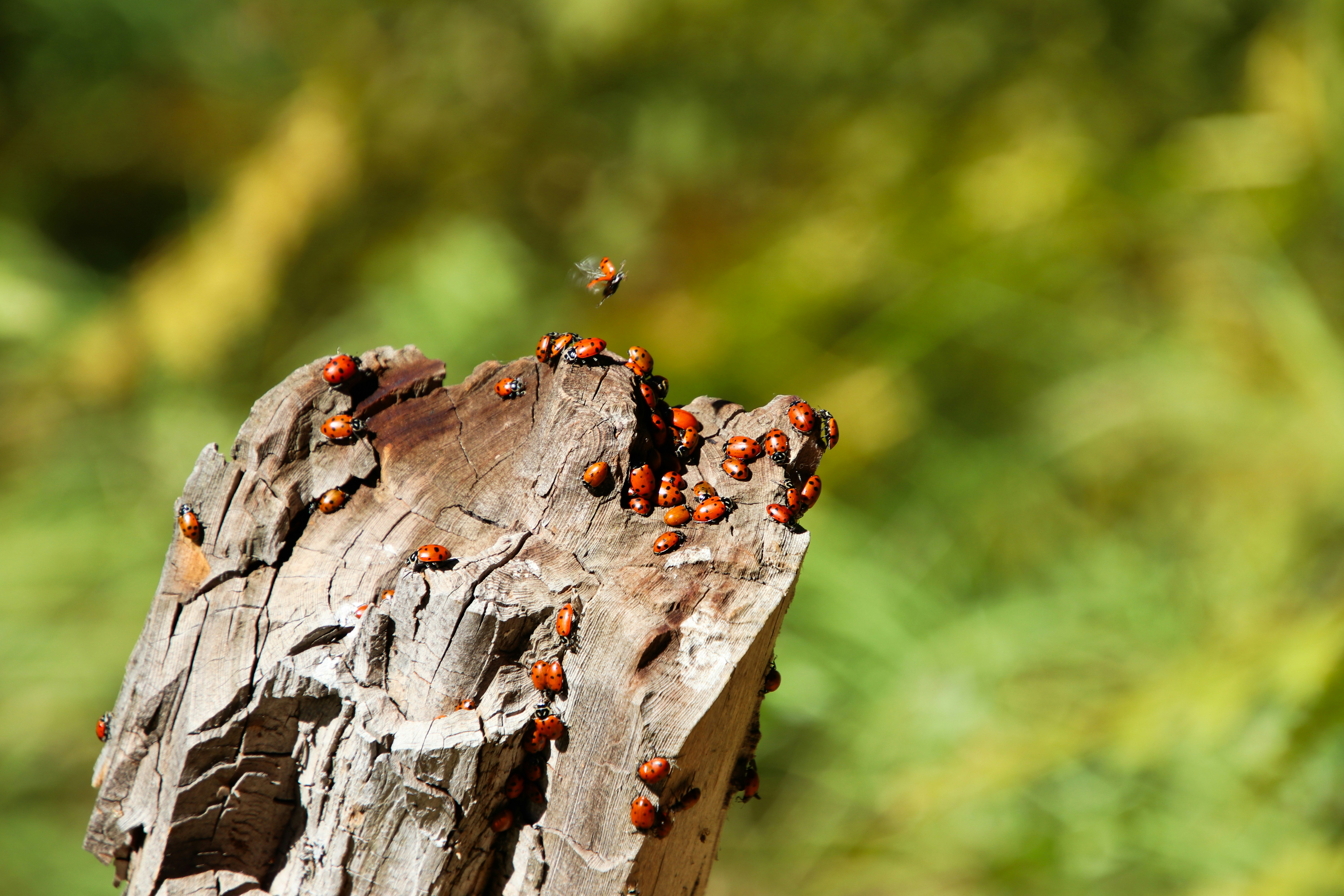A group of bugs crawling on a tree stump photo – Free Tree Image on ...