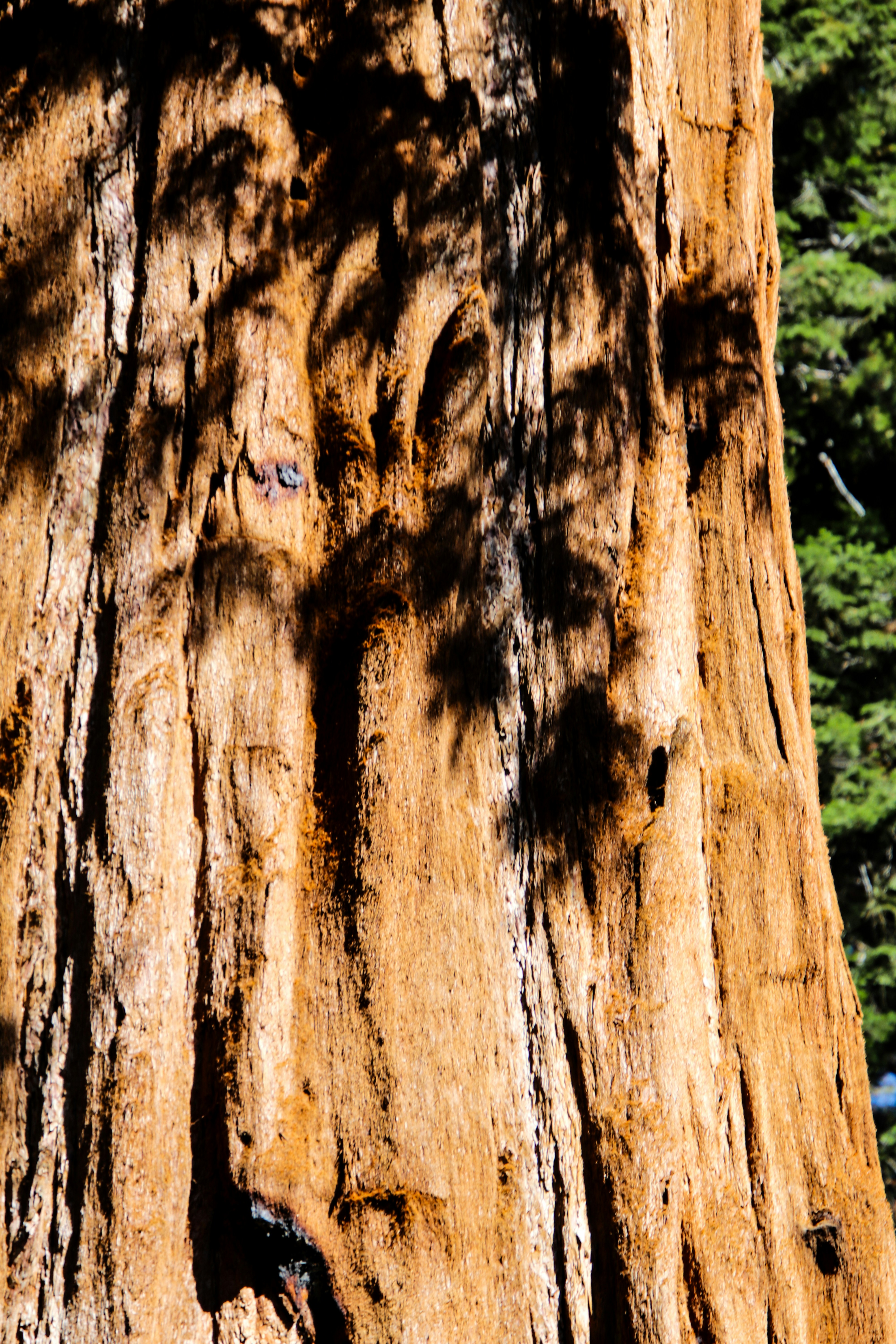 Dappled Bark: Close-Up of Sunlit Cedar Texture