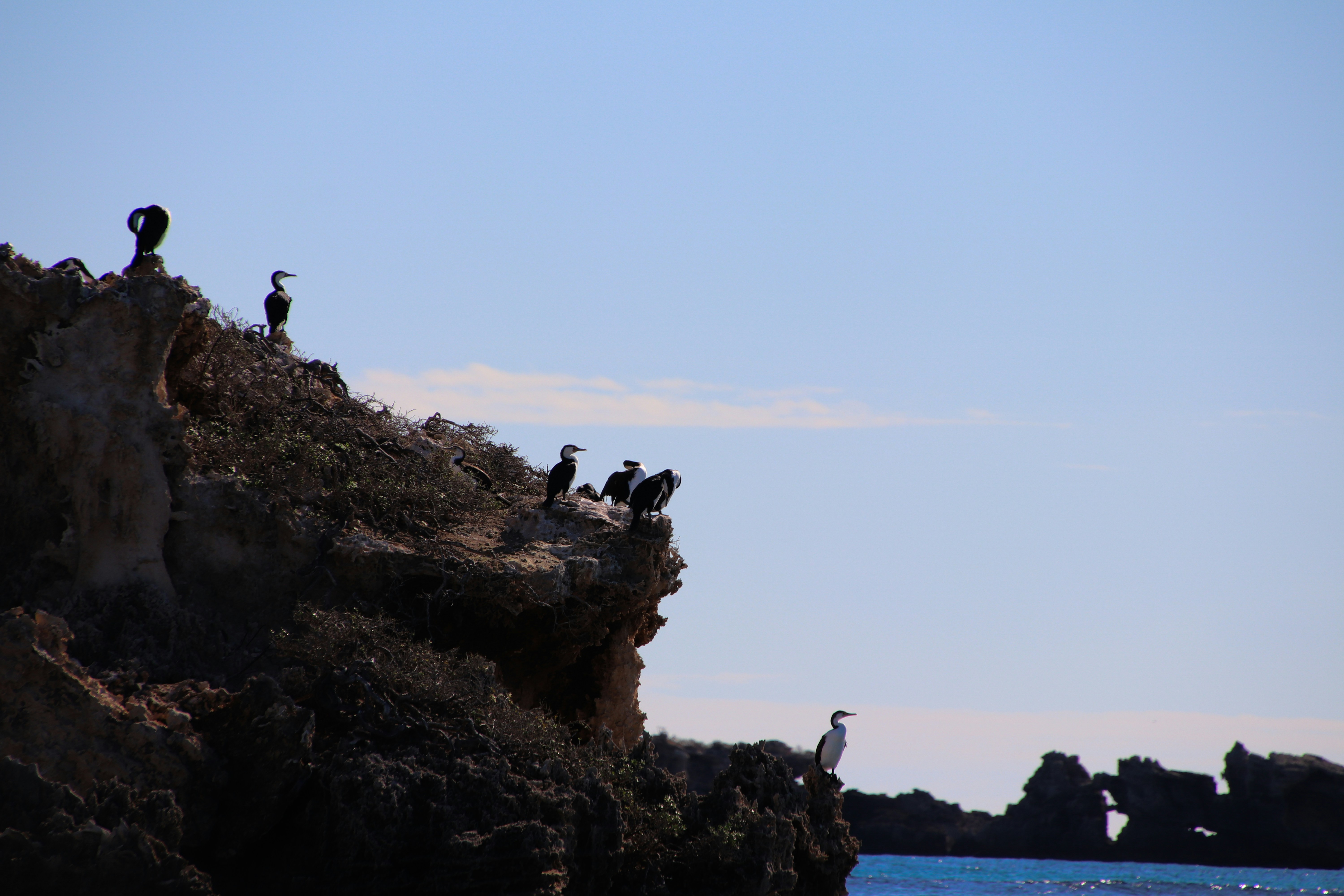 A group of birds sitting on top of a rocky cliff photo – Free Secret ...