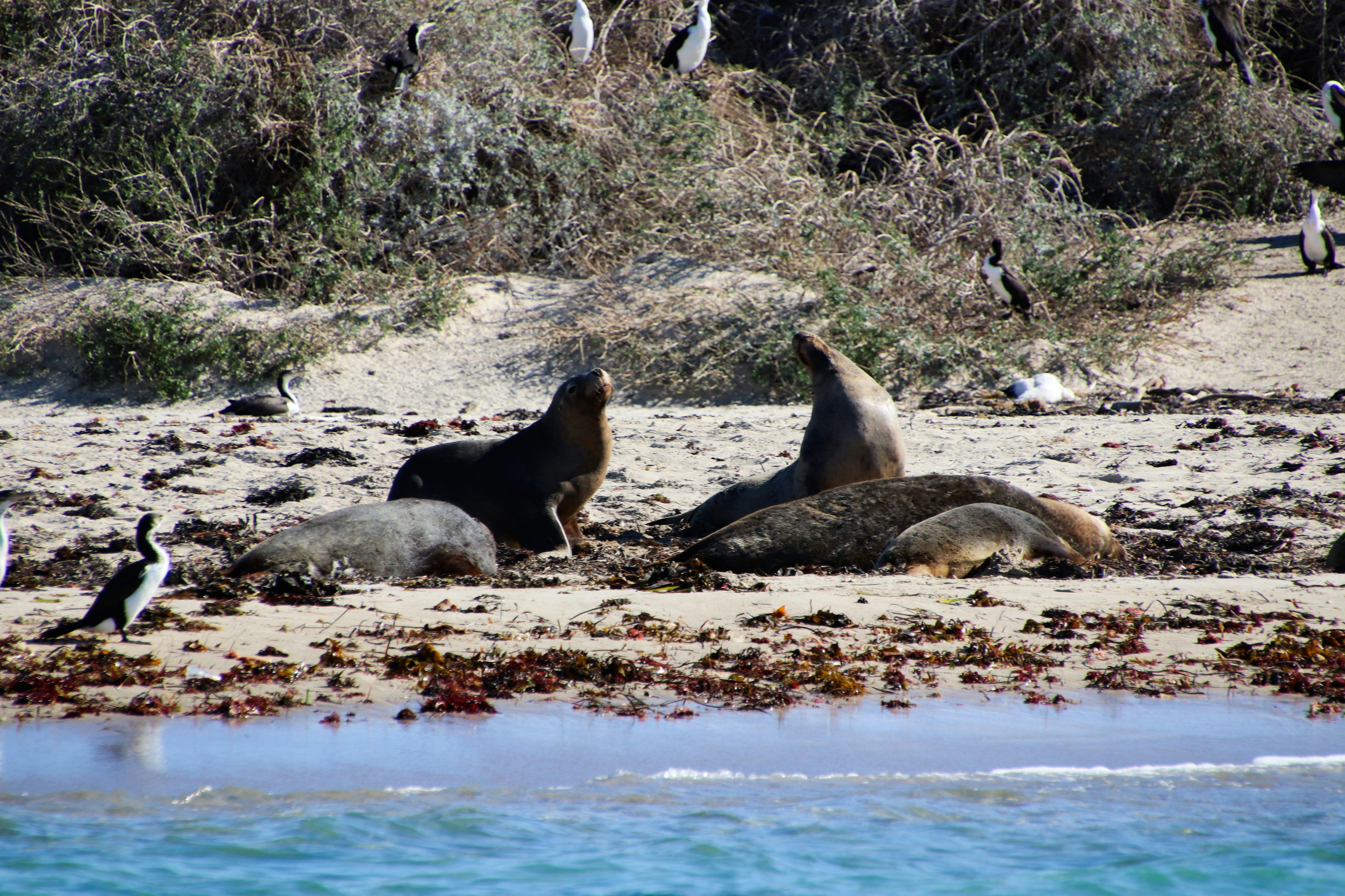 A couple of sea lions laying on top of a sandy beach photo – Free ...