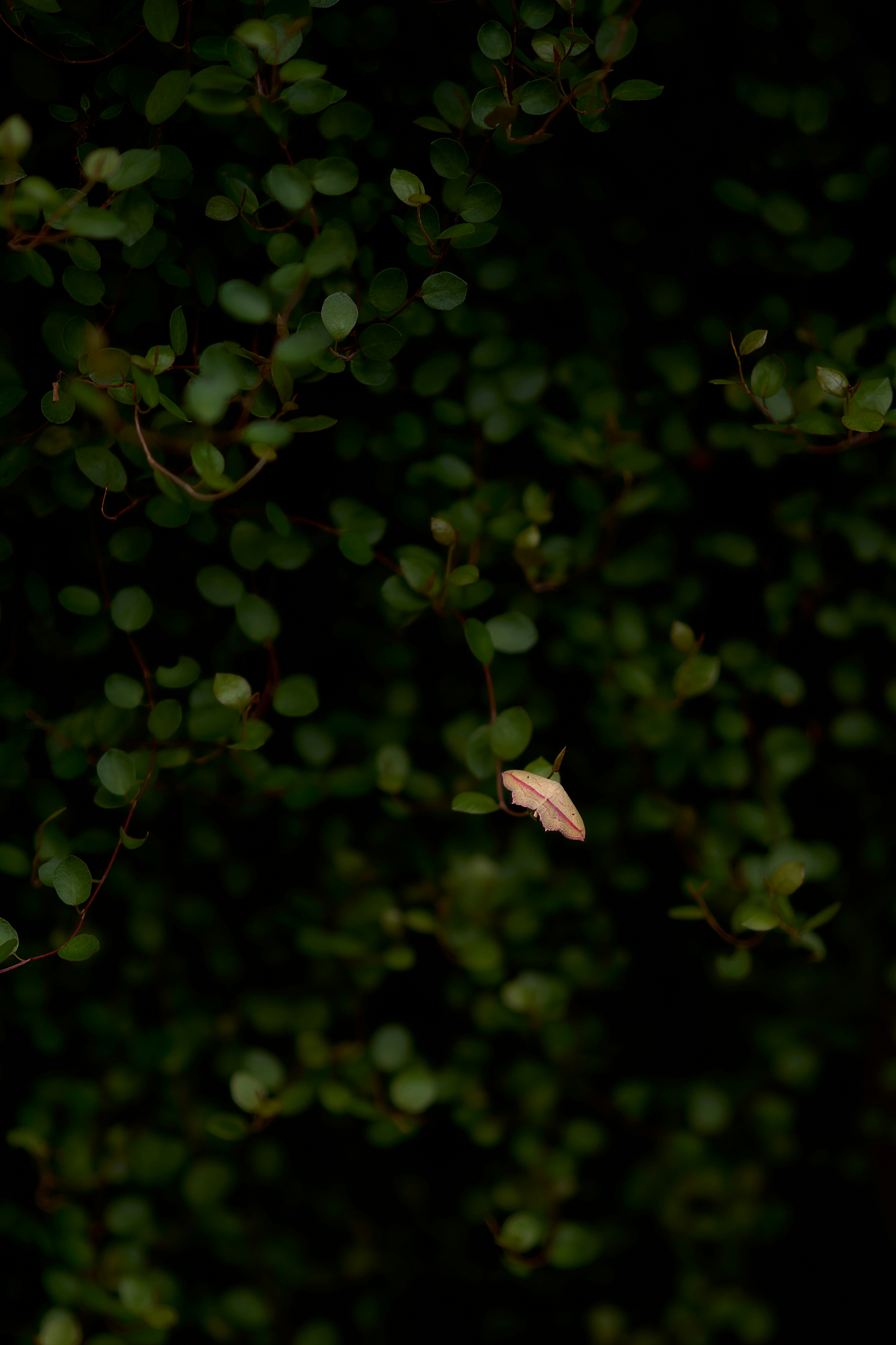 Lone Bronze Leaf Piercing a Velvet Canopy