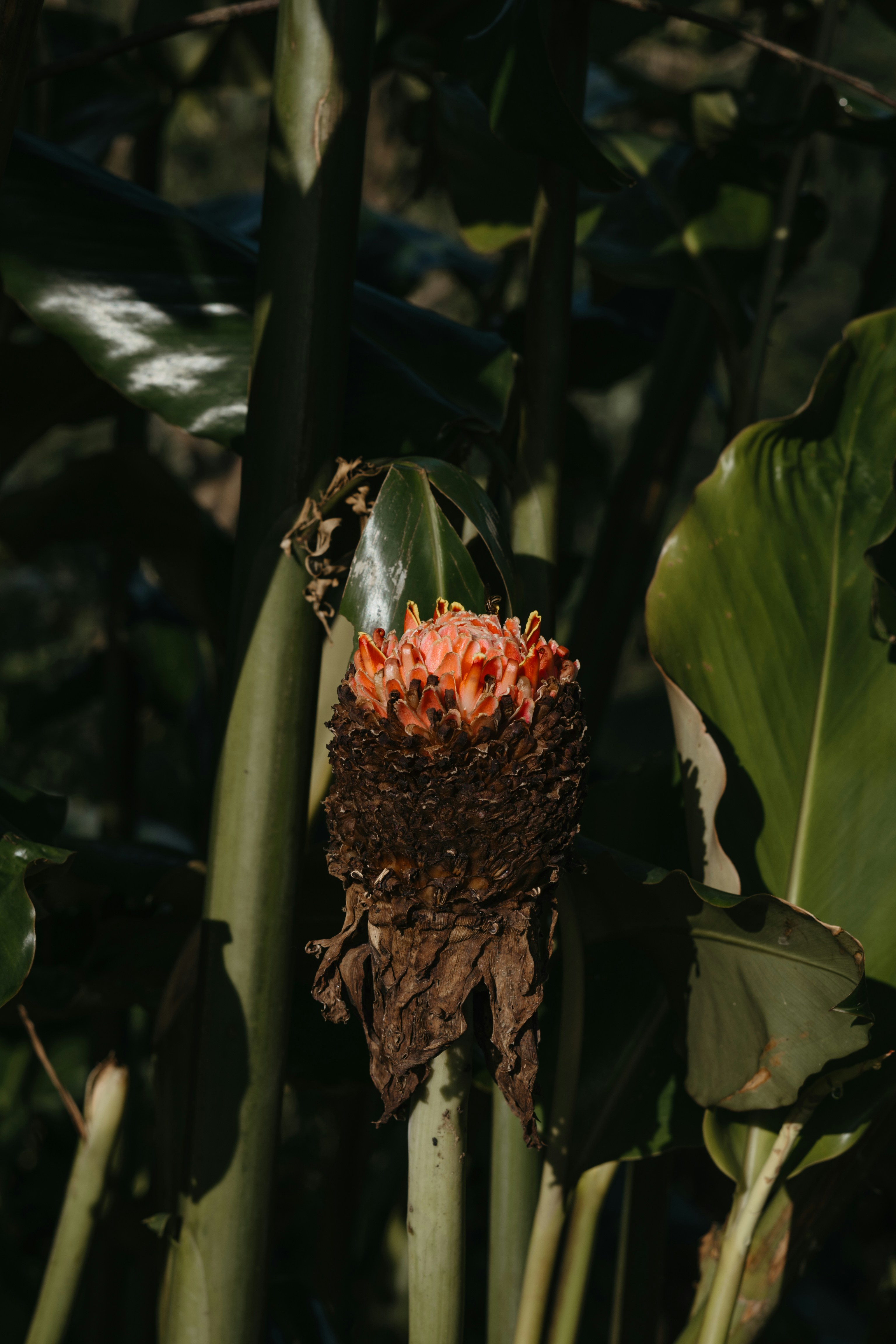 Red Crown Emerges from a Charred Cone Amid Shaded Foliage