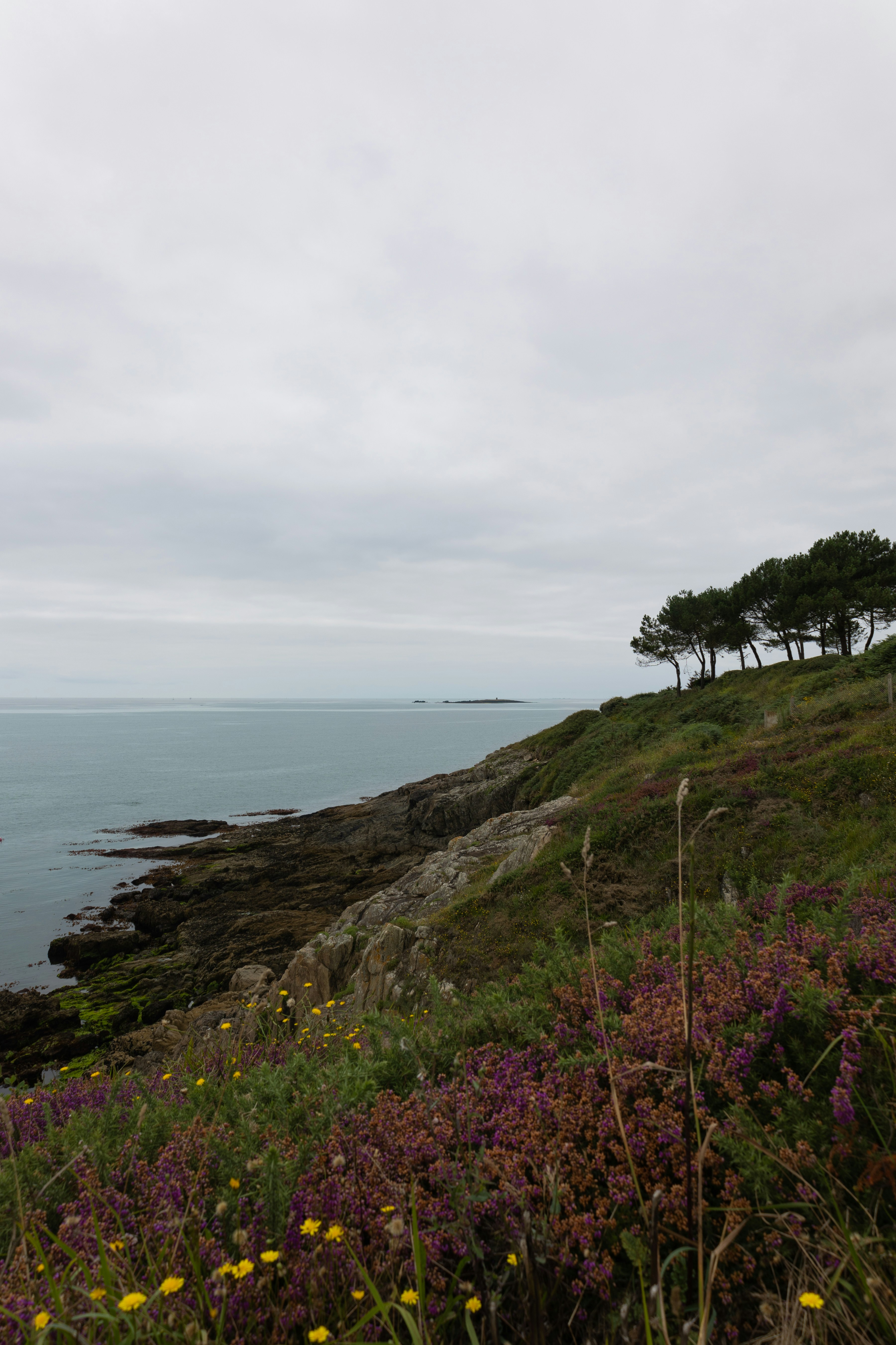 Ridge of Pines Over the Quiet Atlantic, with Purple Heather in Bloom