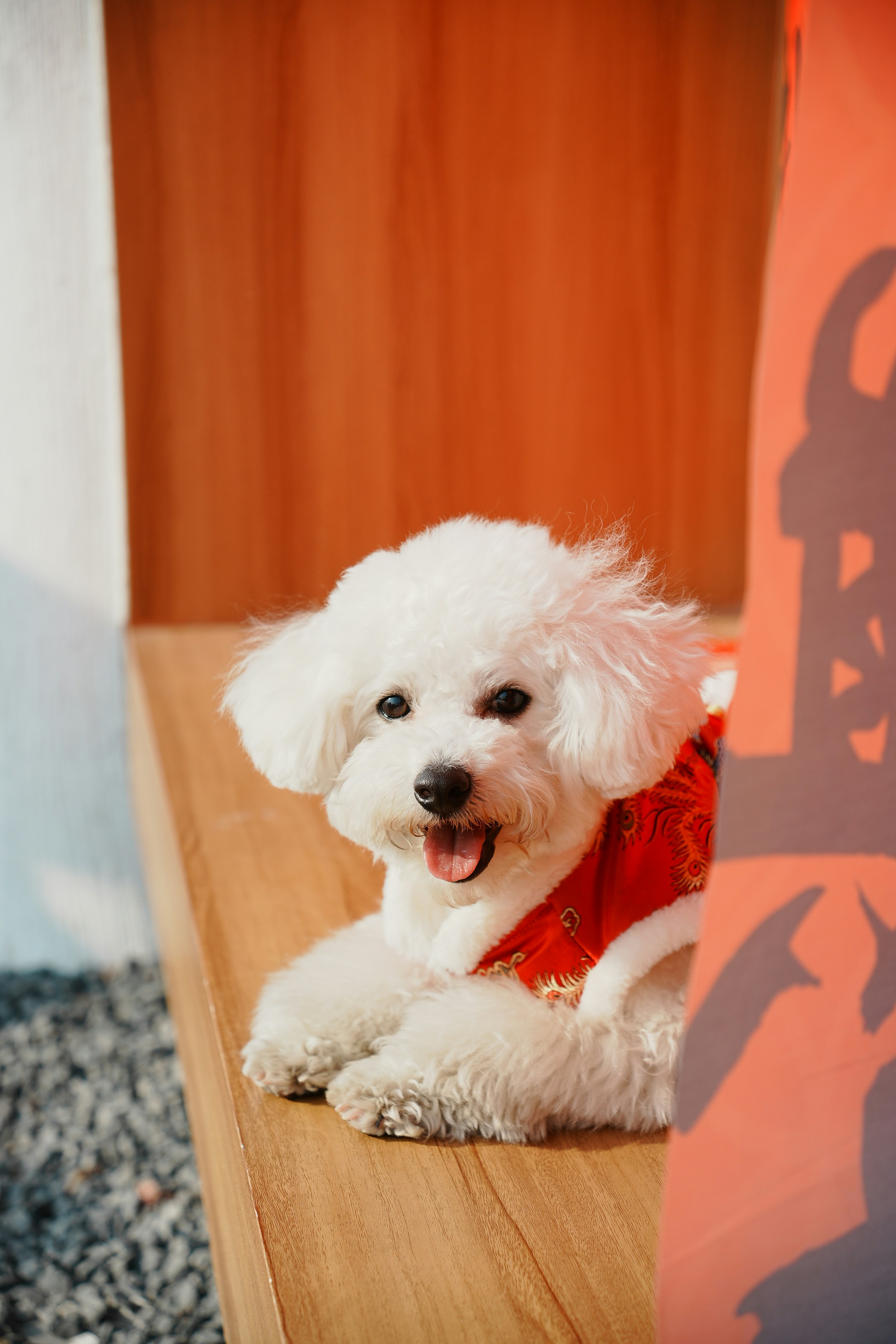 Sunlit Stage Pup: A White Poodle in a Scarlet Bandana