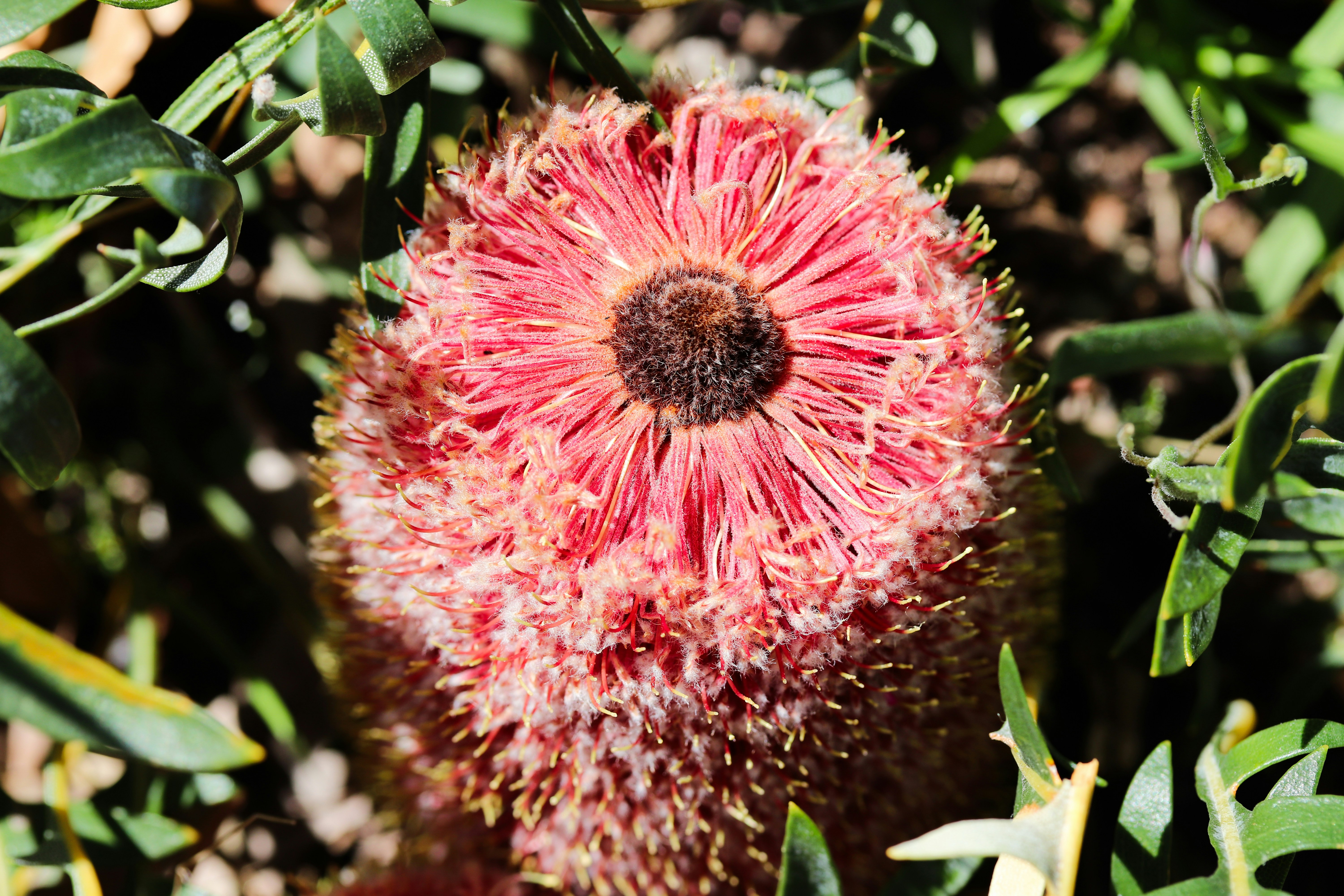 Nature's Quirky Crown: The Unique Beauty of a Flowering Banksia