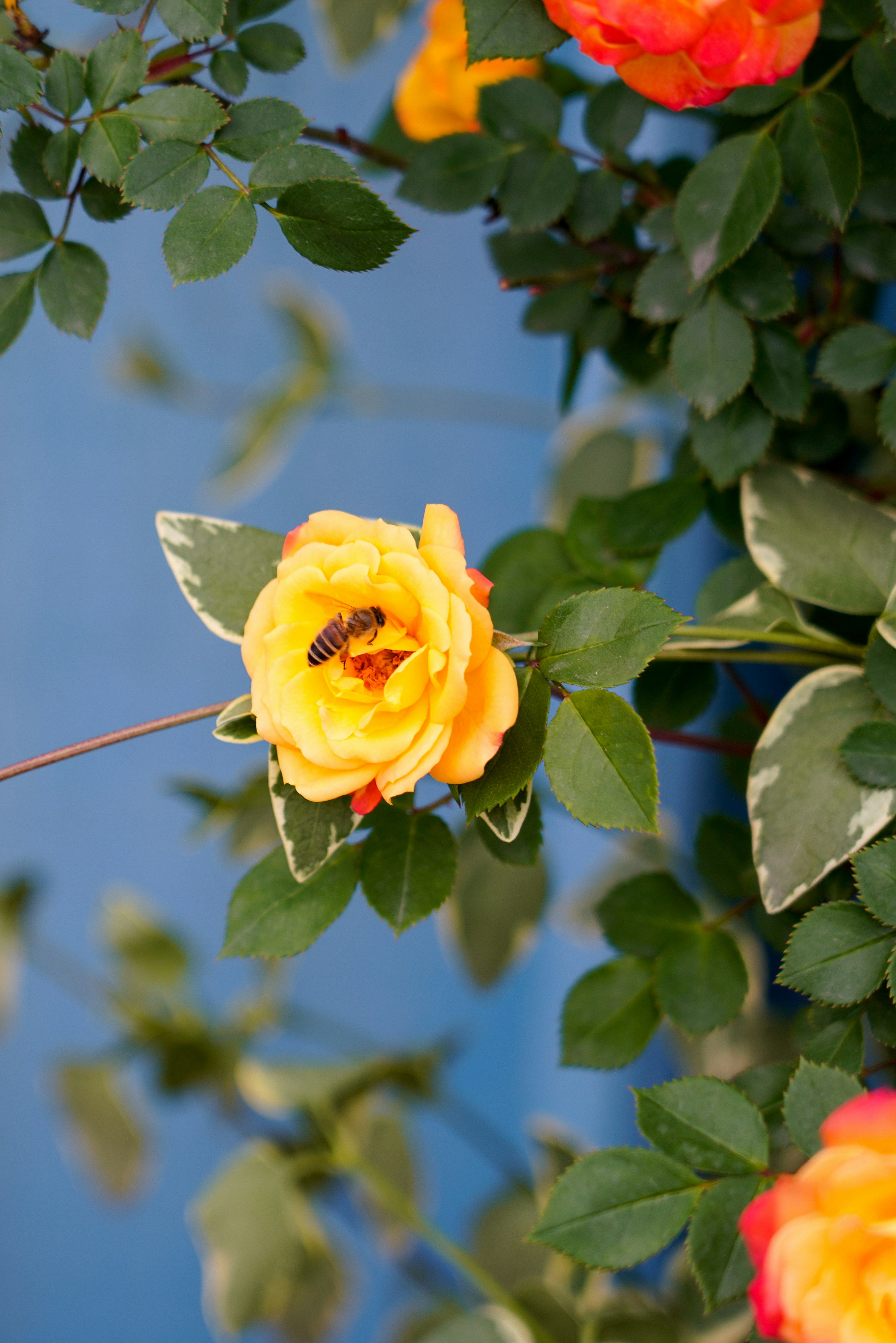 A yellow flower with a bee on it photo – Free Shanghai Image on Unsplash