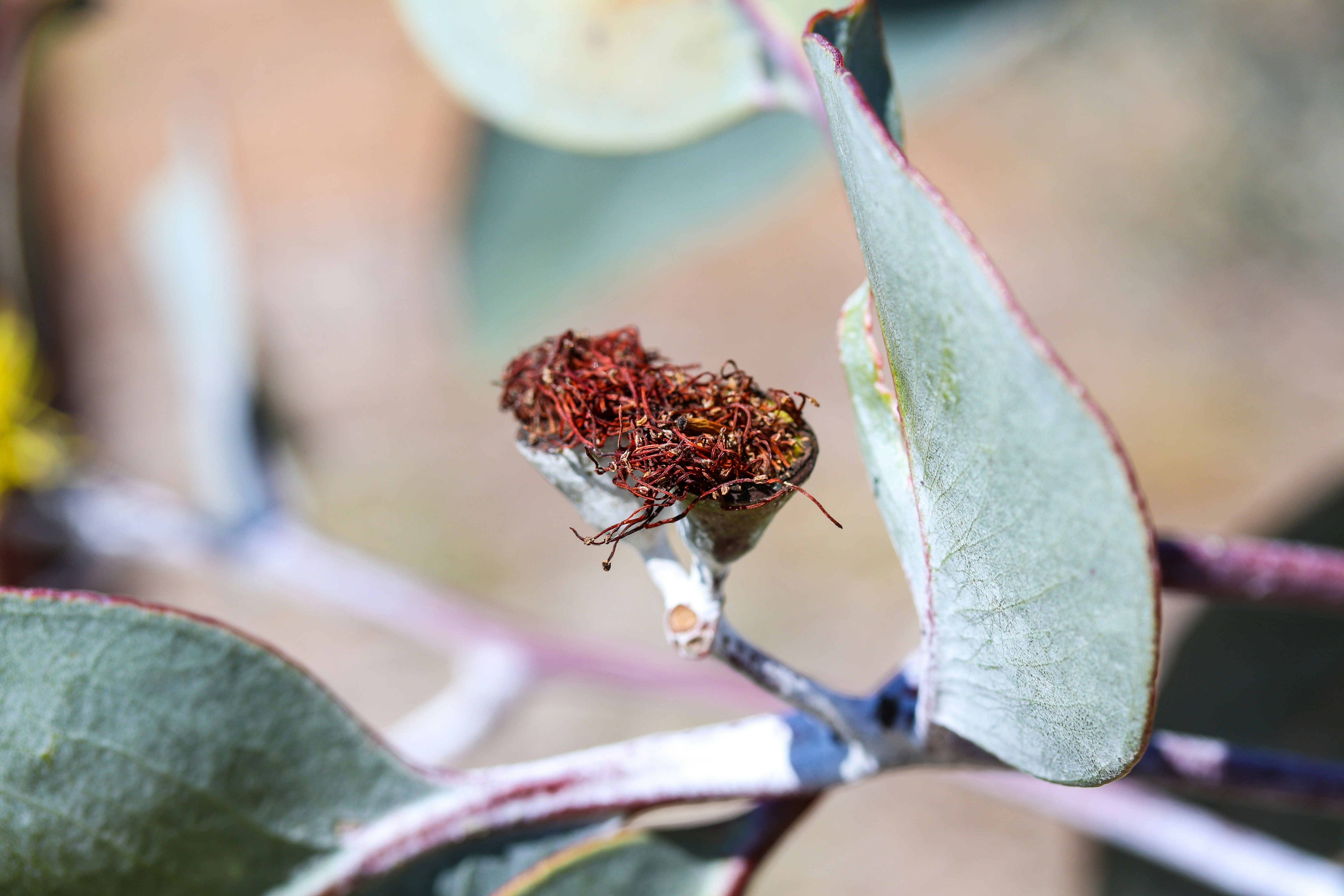 Withered Seed Pod on Velvet Branch: A Quiet Close-Up