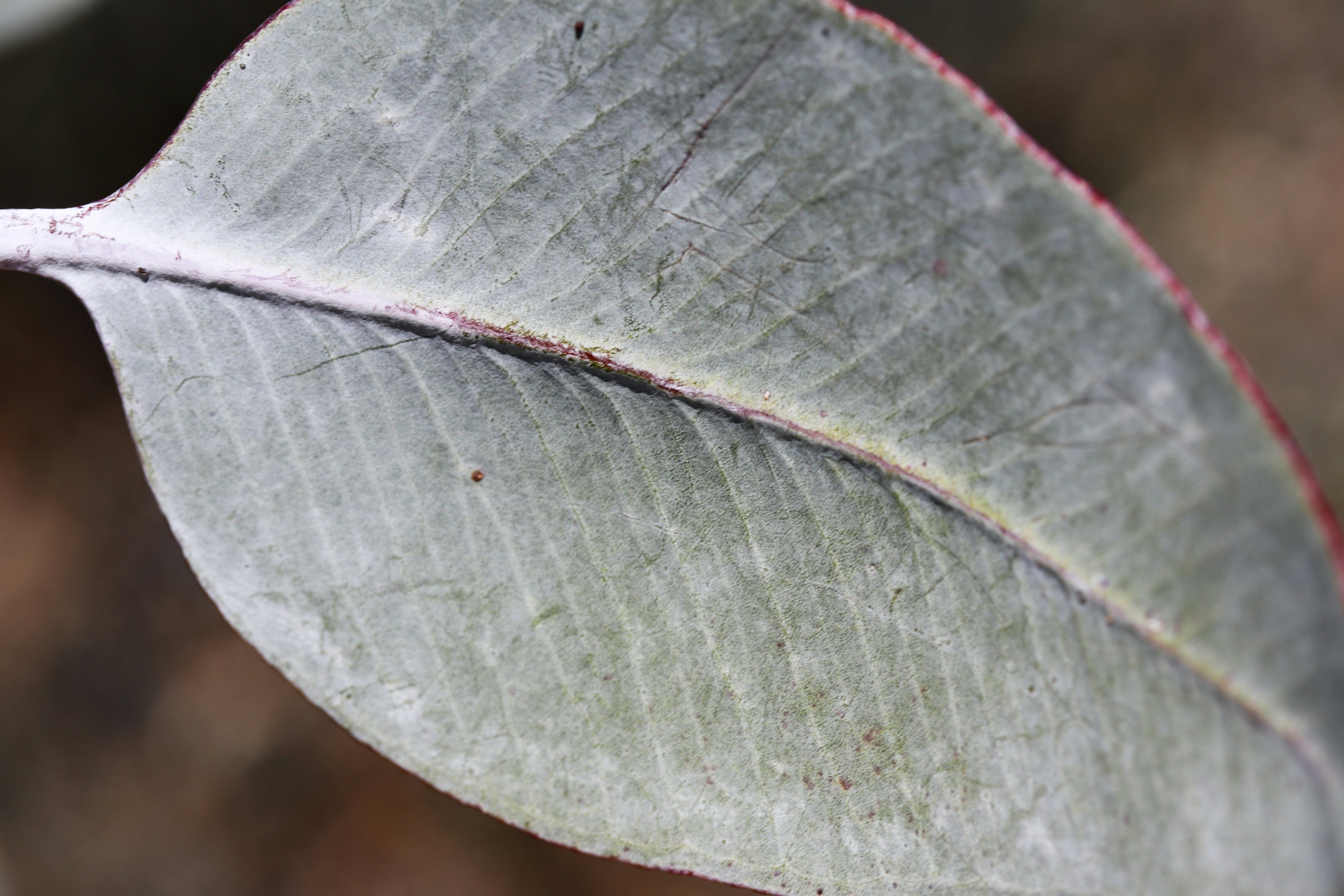 Close-Up of a Dusty Leaf Vein: Subtle Texture of a Foliage Surface