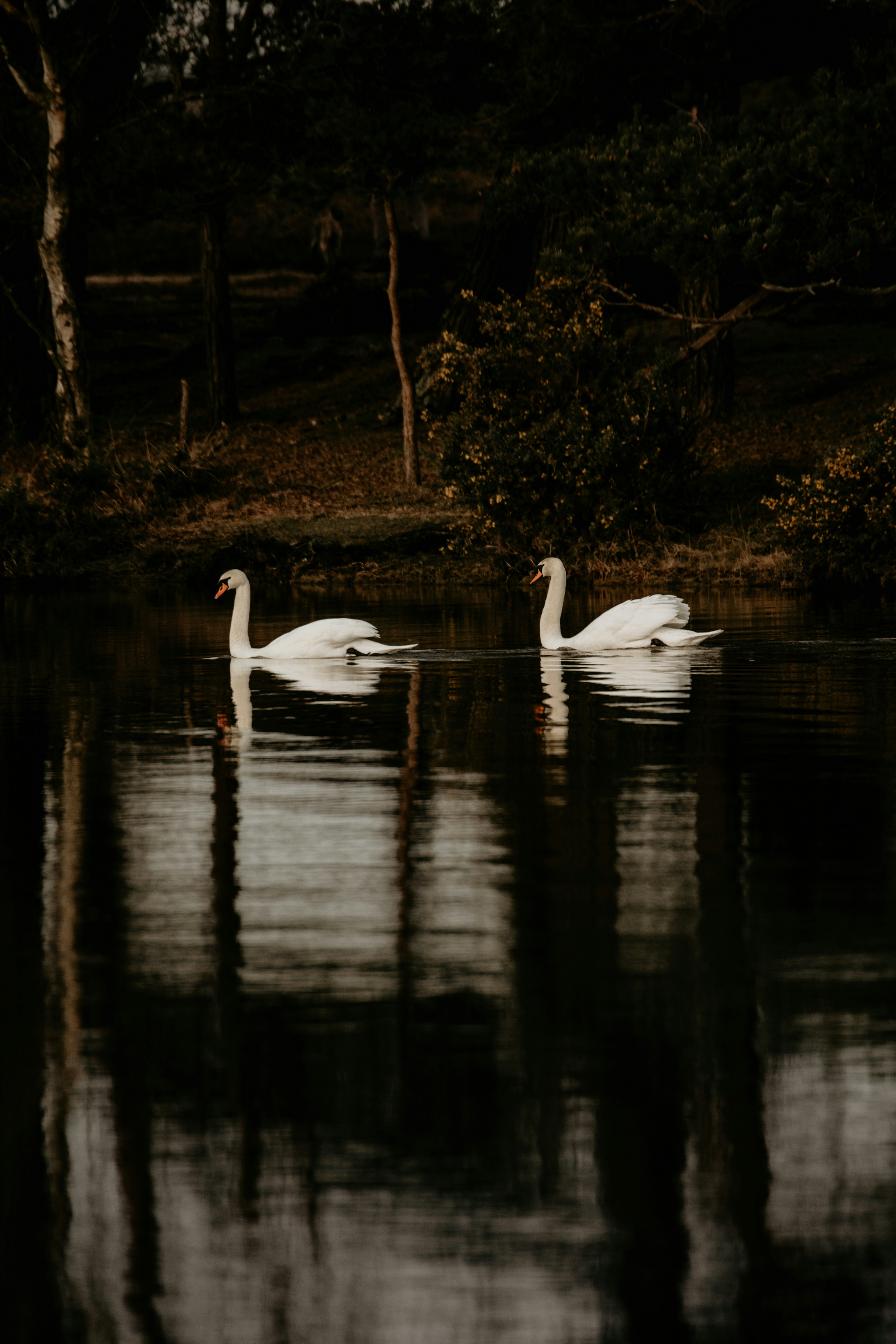 Twilight Echoes: A Pair of Swans on a Quiet Lake