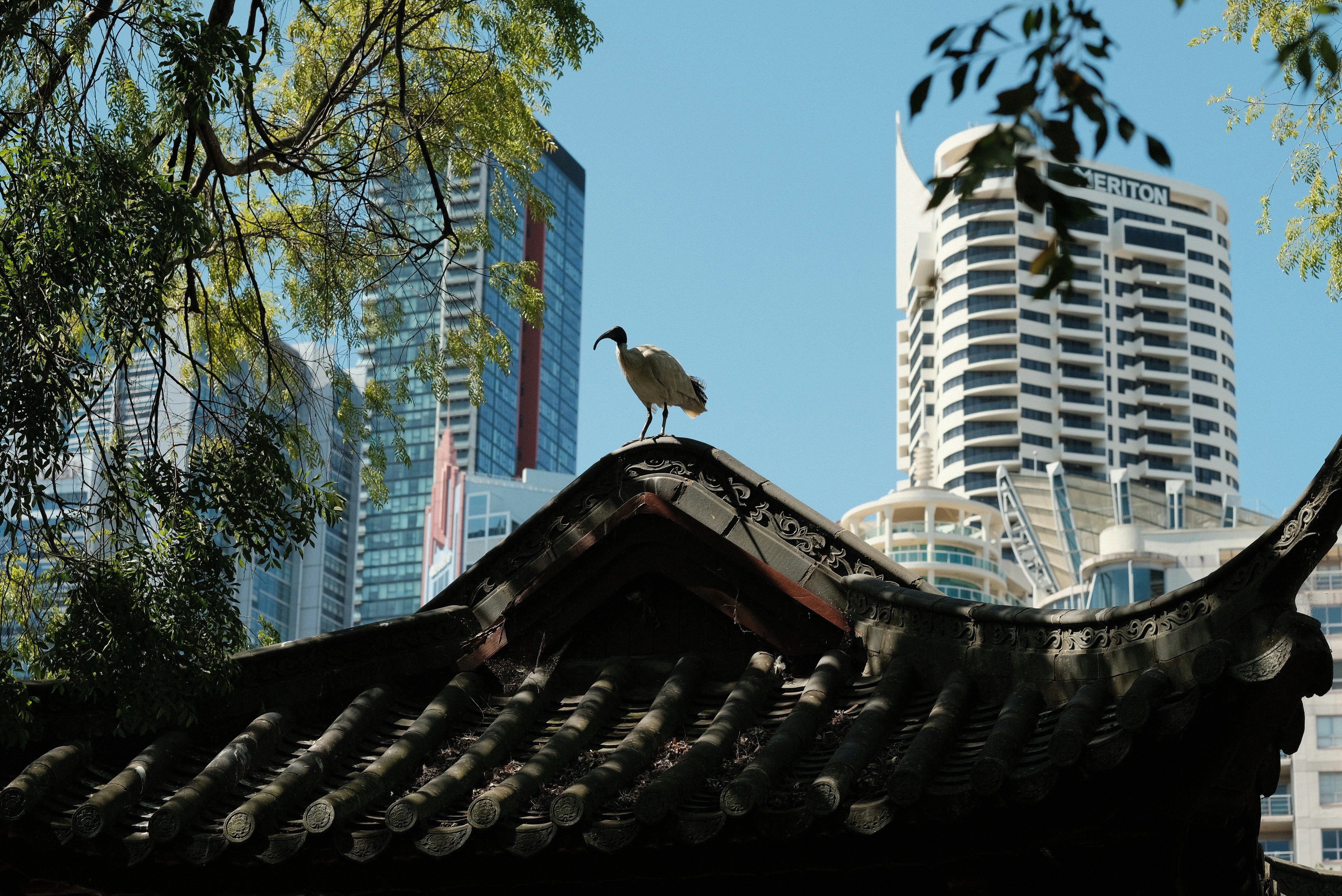 Heron on the Rooftop Ridge: Quiet Margin Between Temple Roof and Towering Skyline