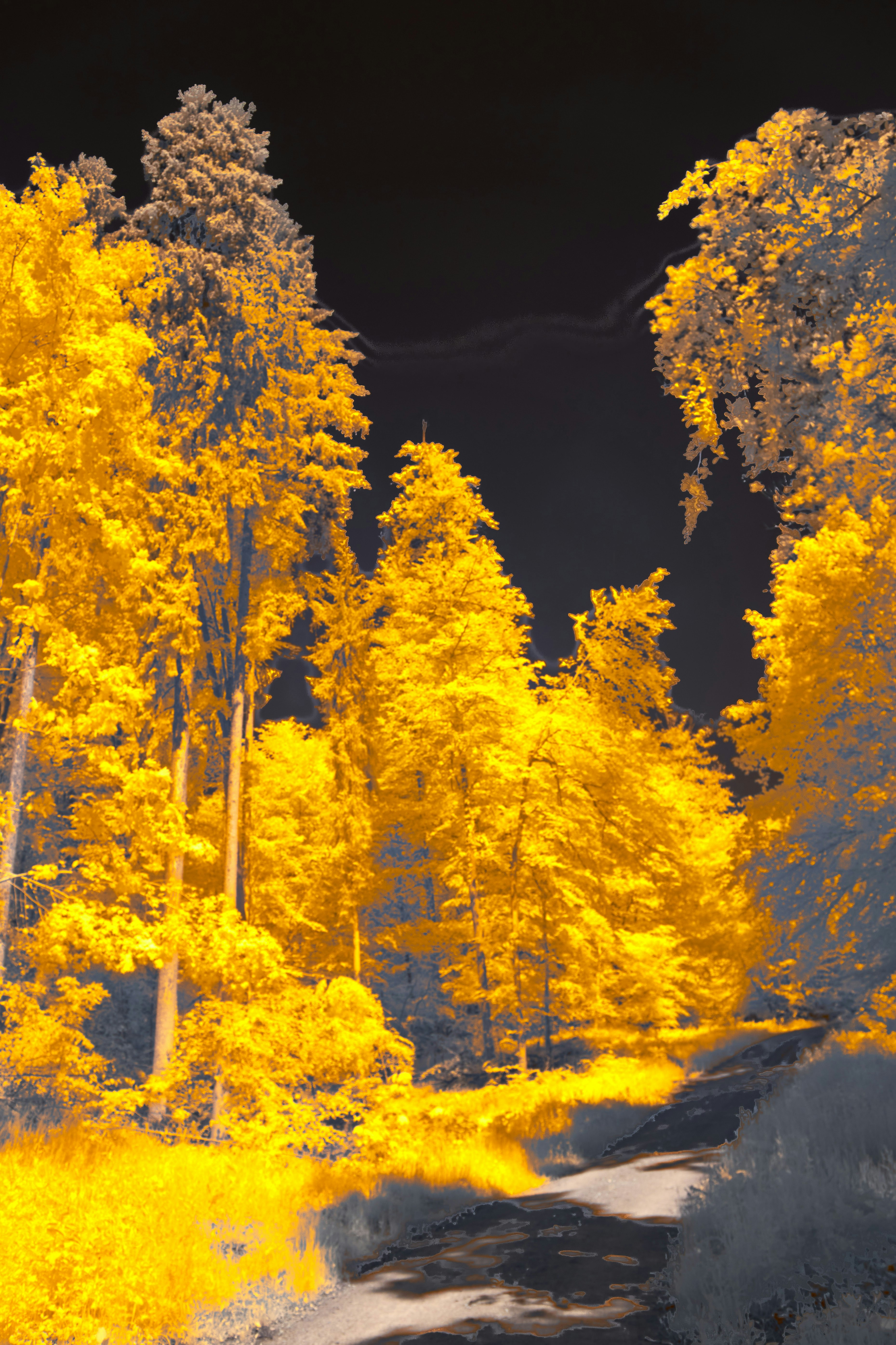 A forest filled with lots of yellow trees photo – Free Autumn Image on ...