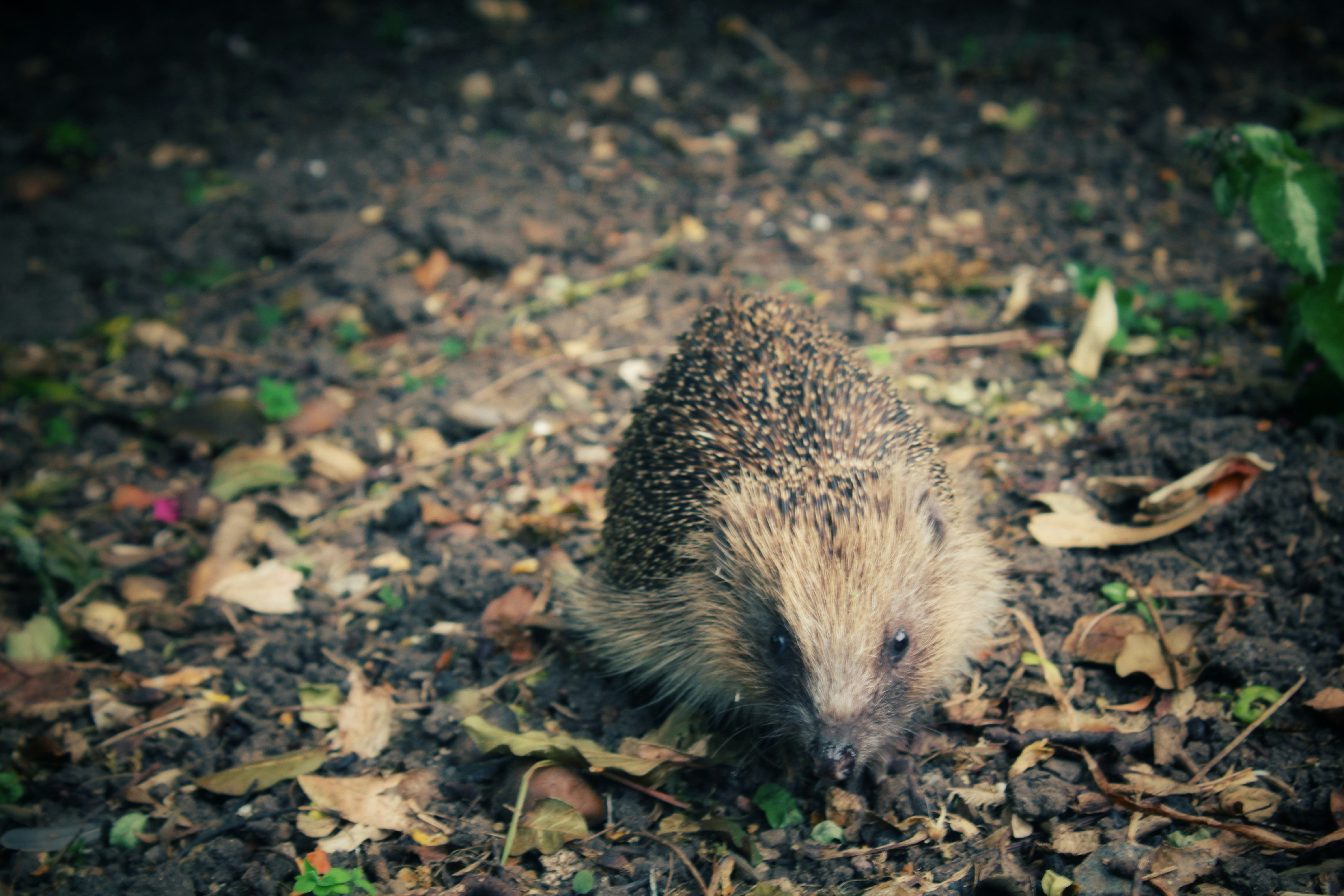 Hedgehog at the Edge of the Leaf Litter