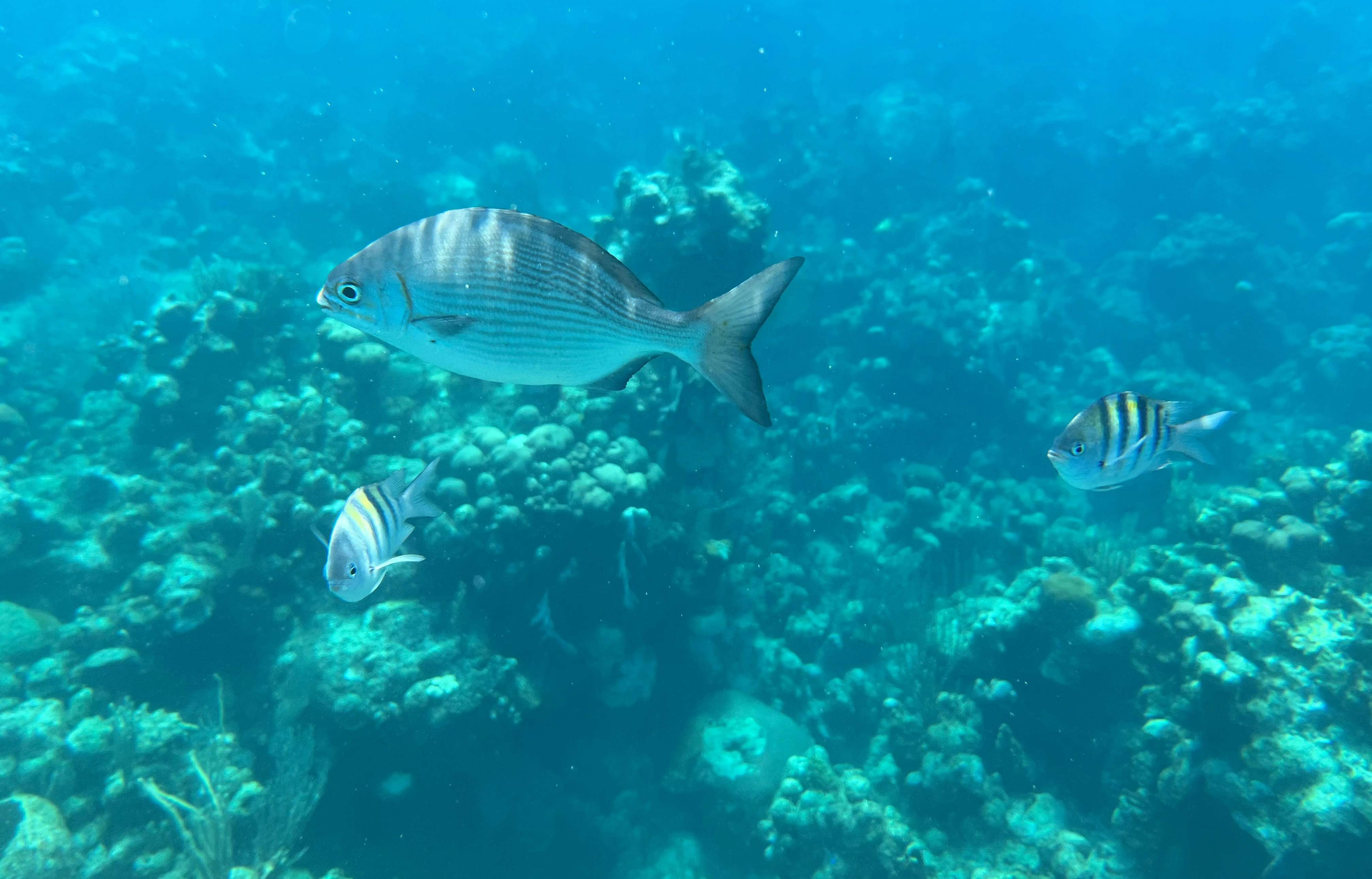Underwater Ballet: A Dance of Marine Life