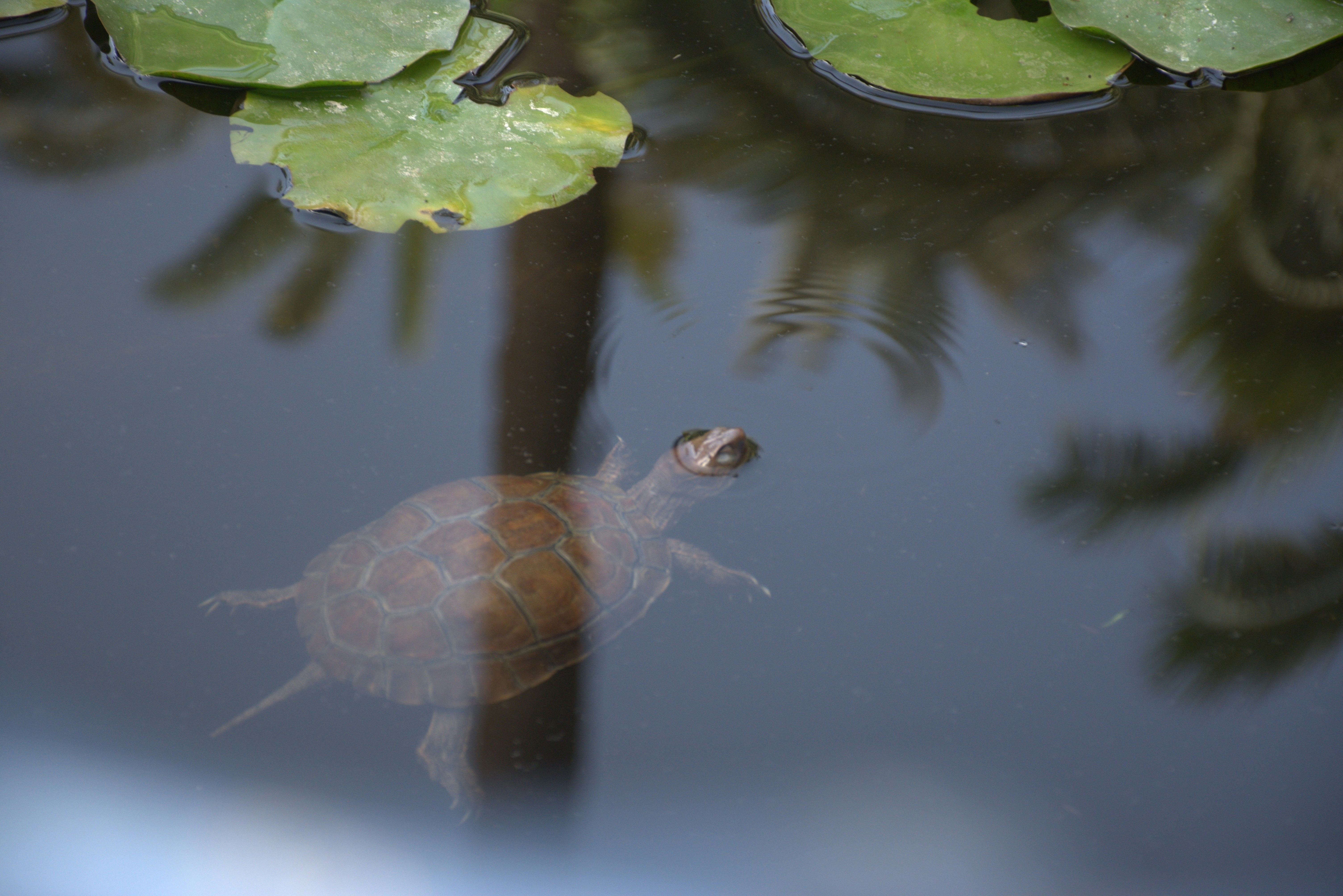 Submerged Turtle Drift: Eye of the Pond