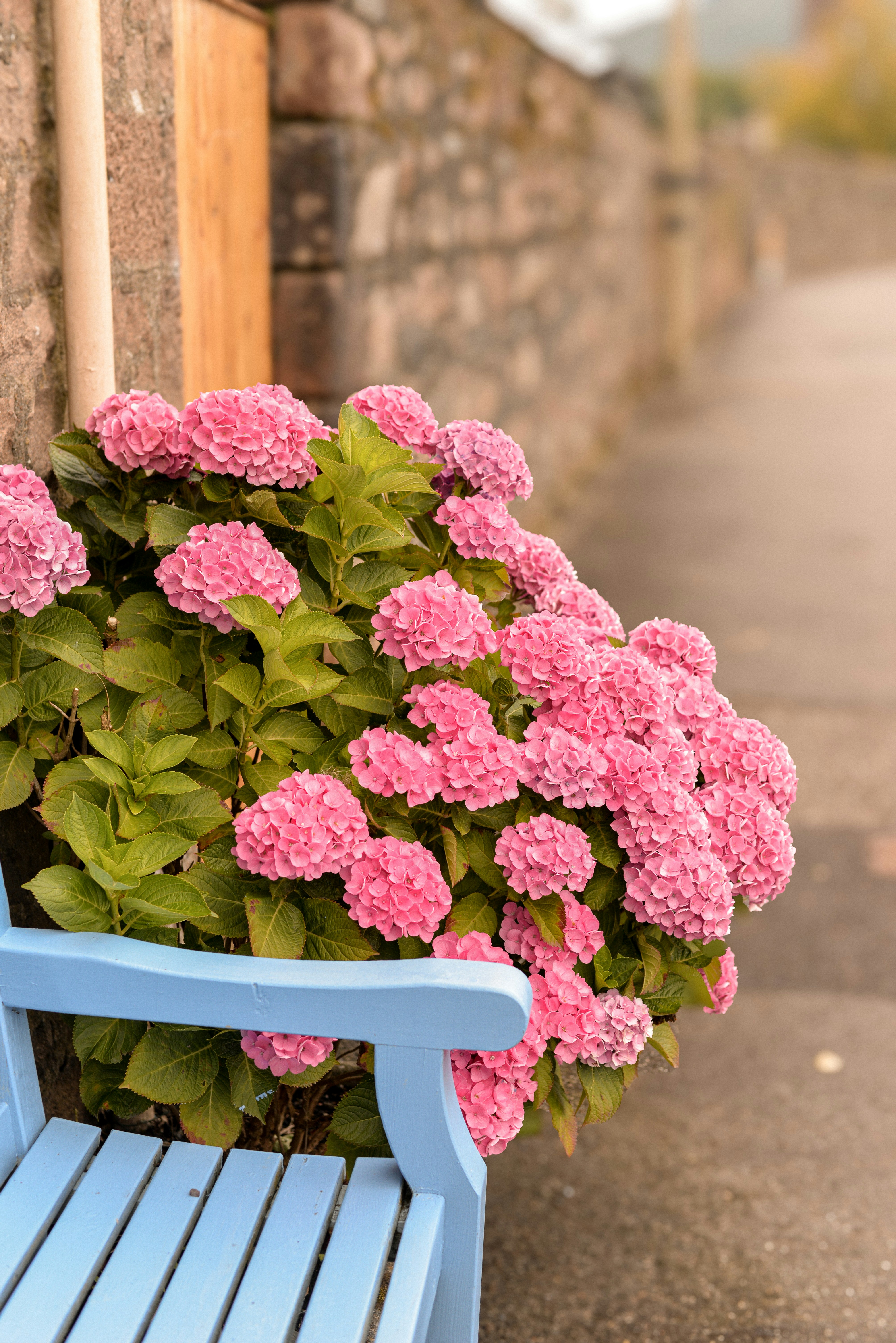 Pink Hydrangea Cascade by a Weathered Blue Bench